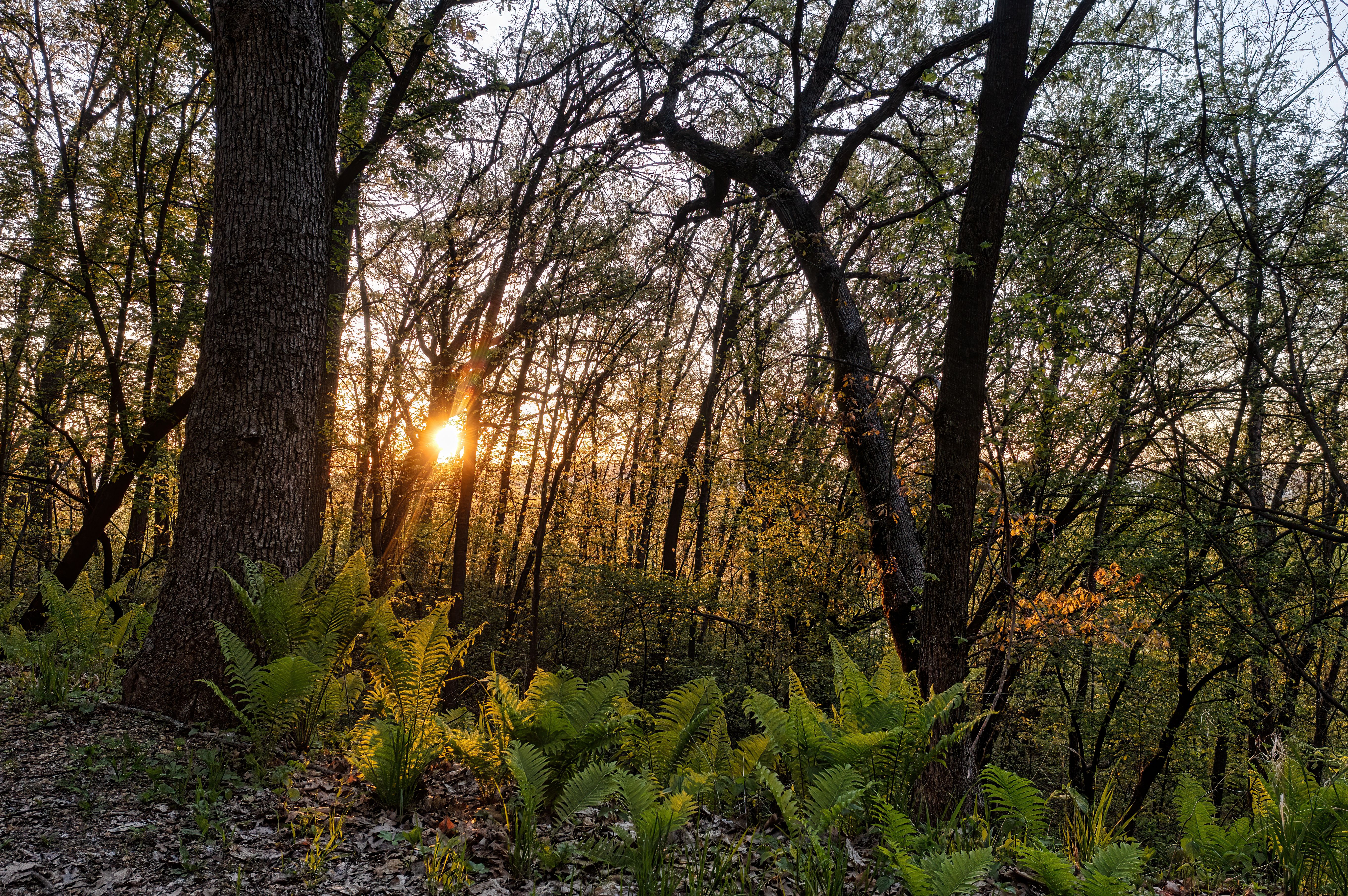 Enchanting Sunset in Pepin Forest, Wisconsin · Free Stock Photo
