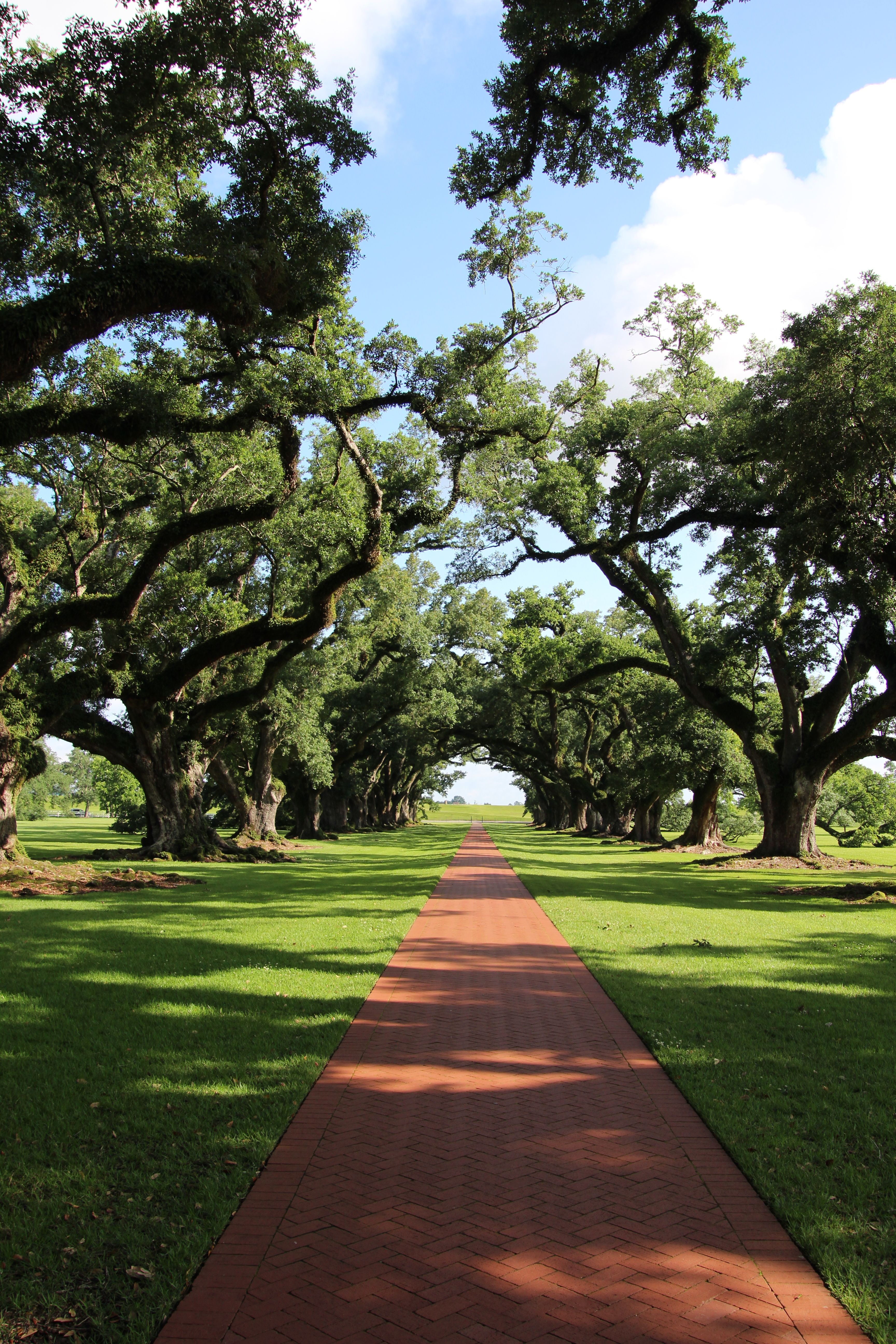 Majestic Oak Trees in Savannah, Georgia · Free Stock Photo