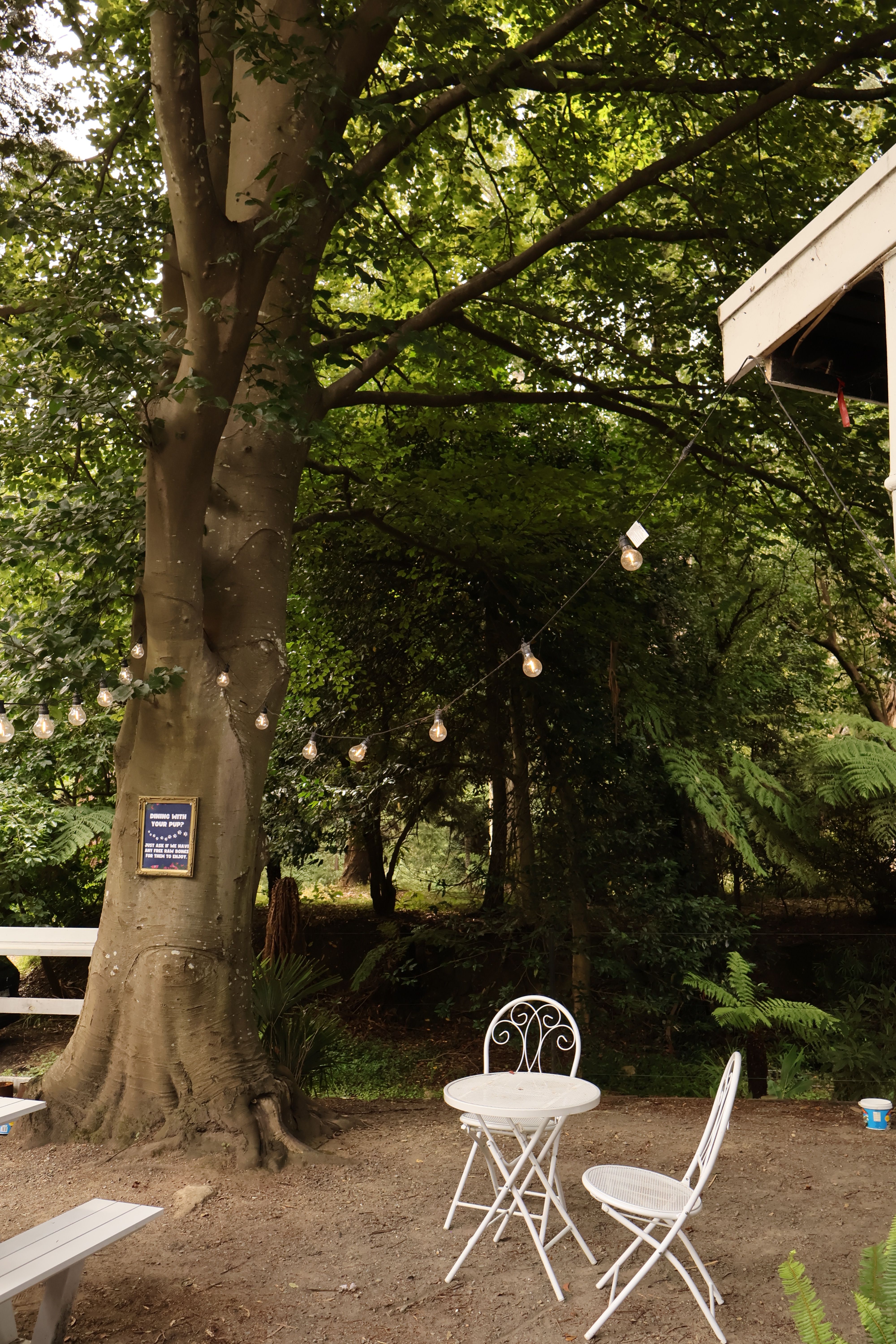 Charming Outdoor Café Table Under Lush Greenery · Free Stock Photo