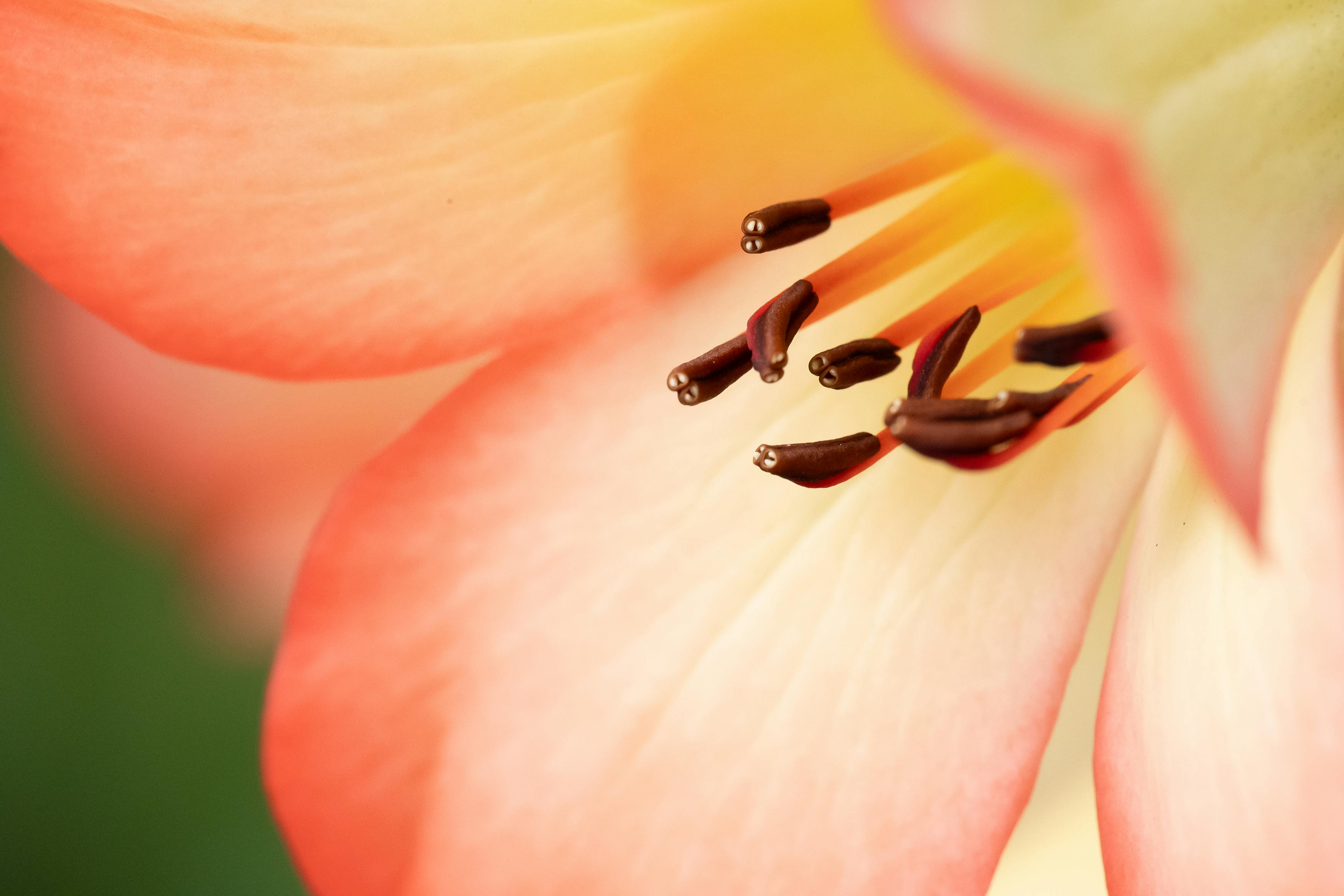 50.000+ melhores imagens de Bope+wallpaper · Download 100% grátis ...