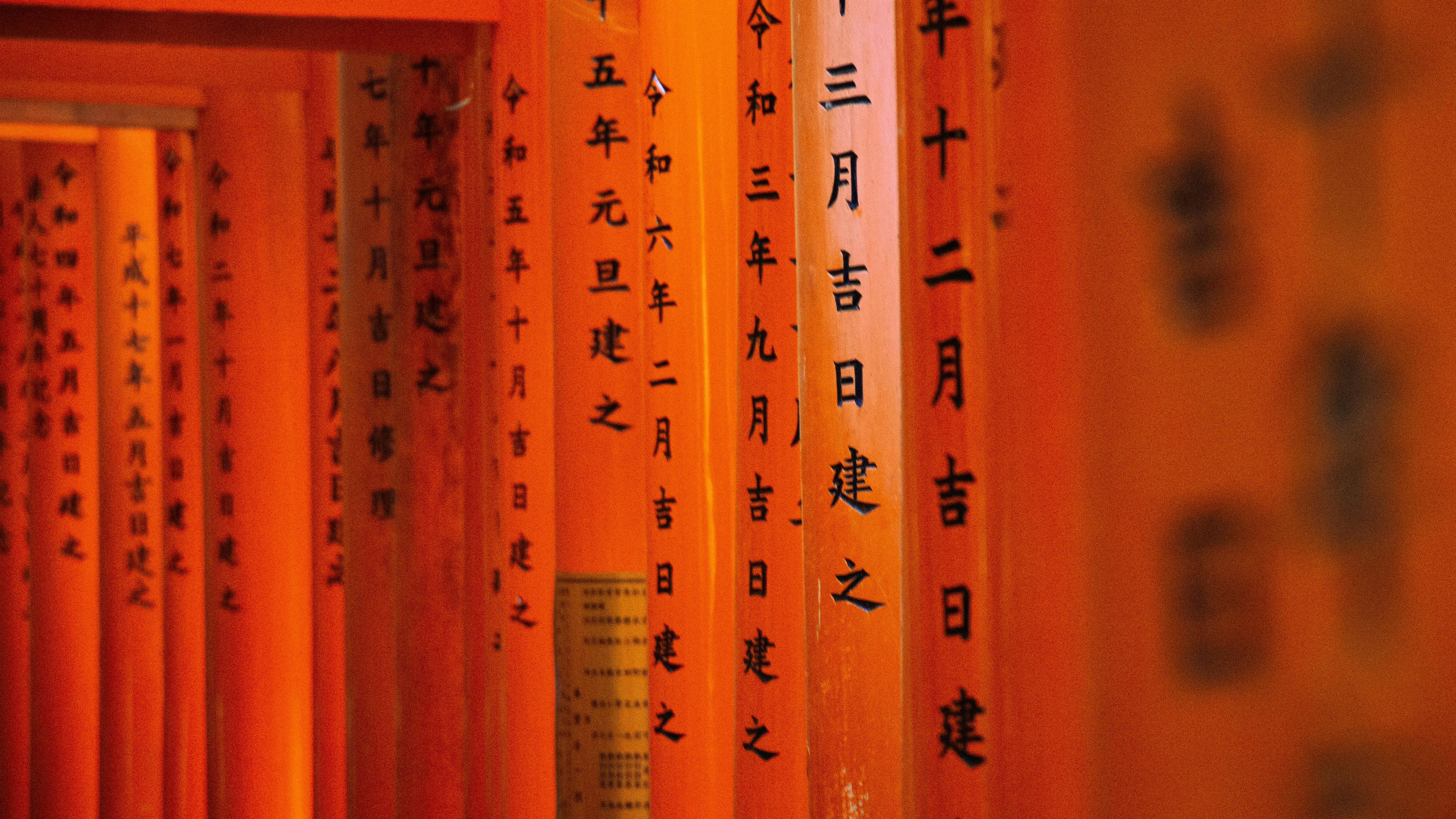 Goofy Monkey Photos, Download The BEST Free Goofy Monkey Stock Photos ...