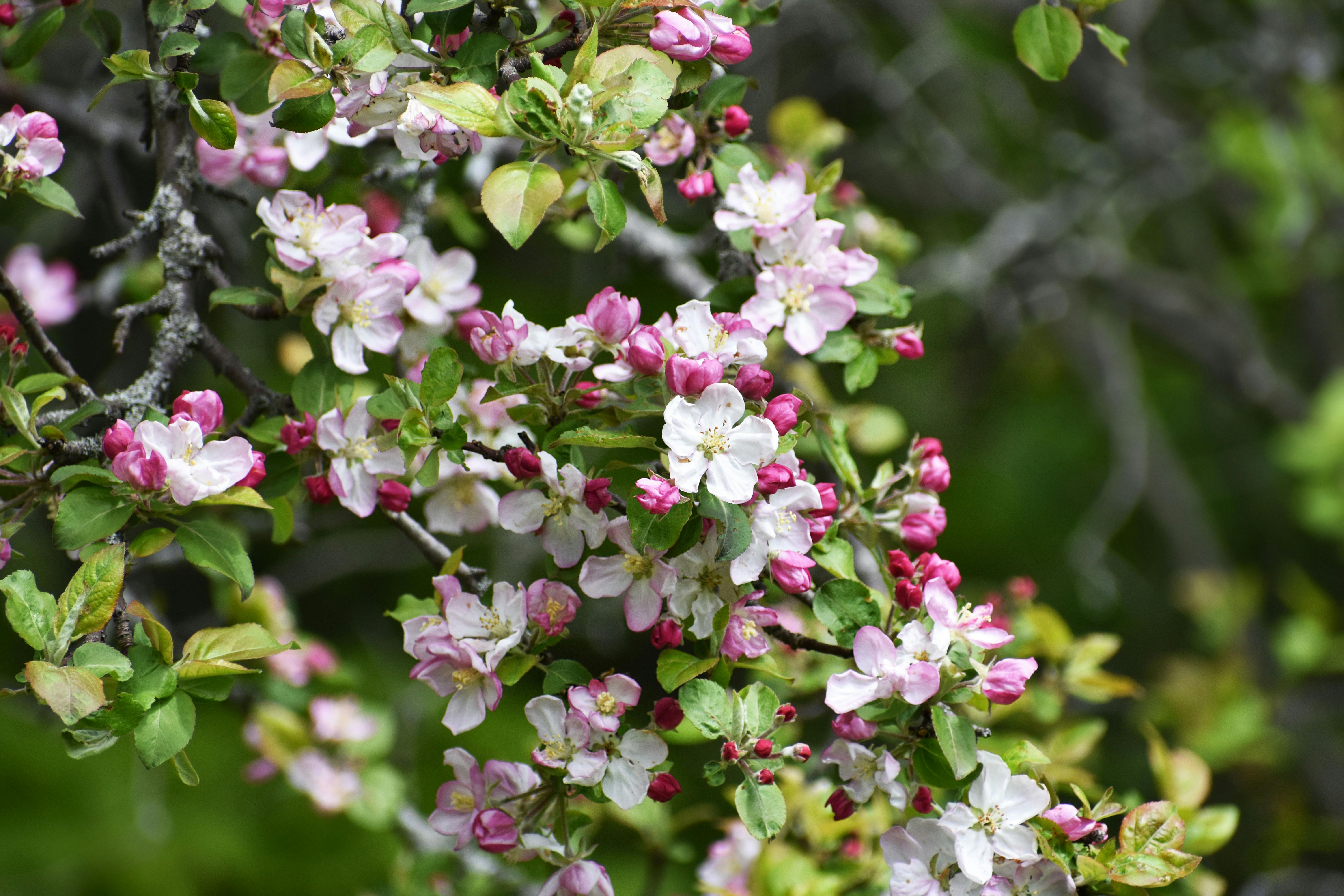 Close-up of Vibrant Spring Apple Blossoms · Free Stock Photo