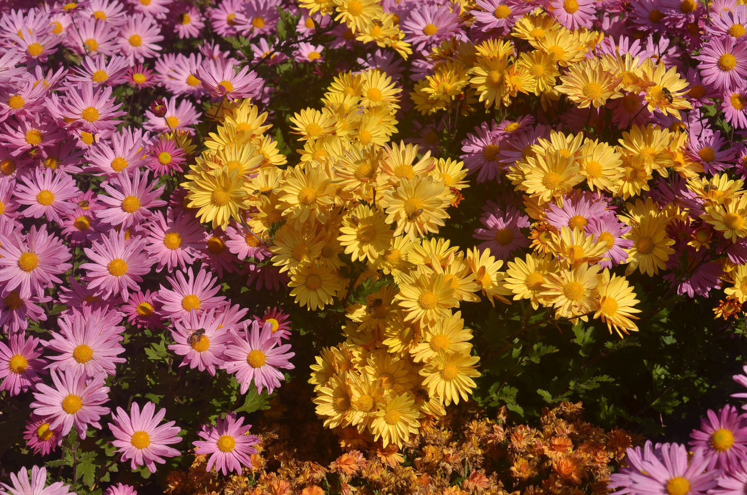 South Korean Flowers Photos, Download The BEST Free South Korean ...