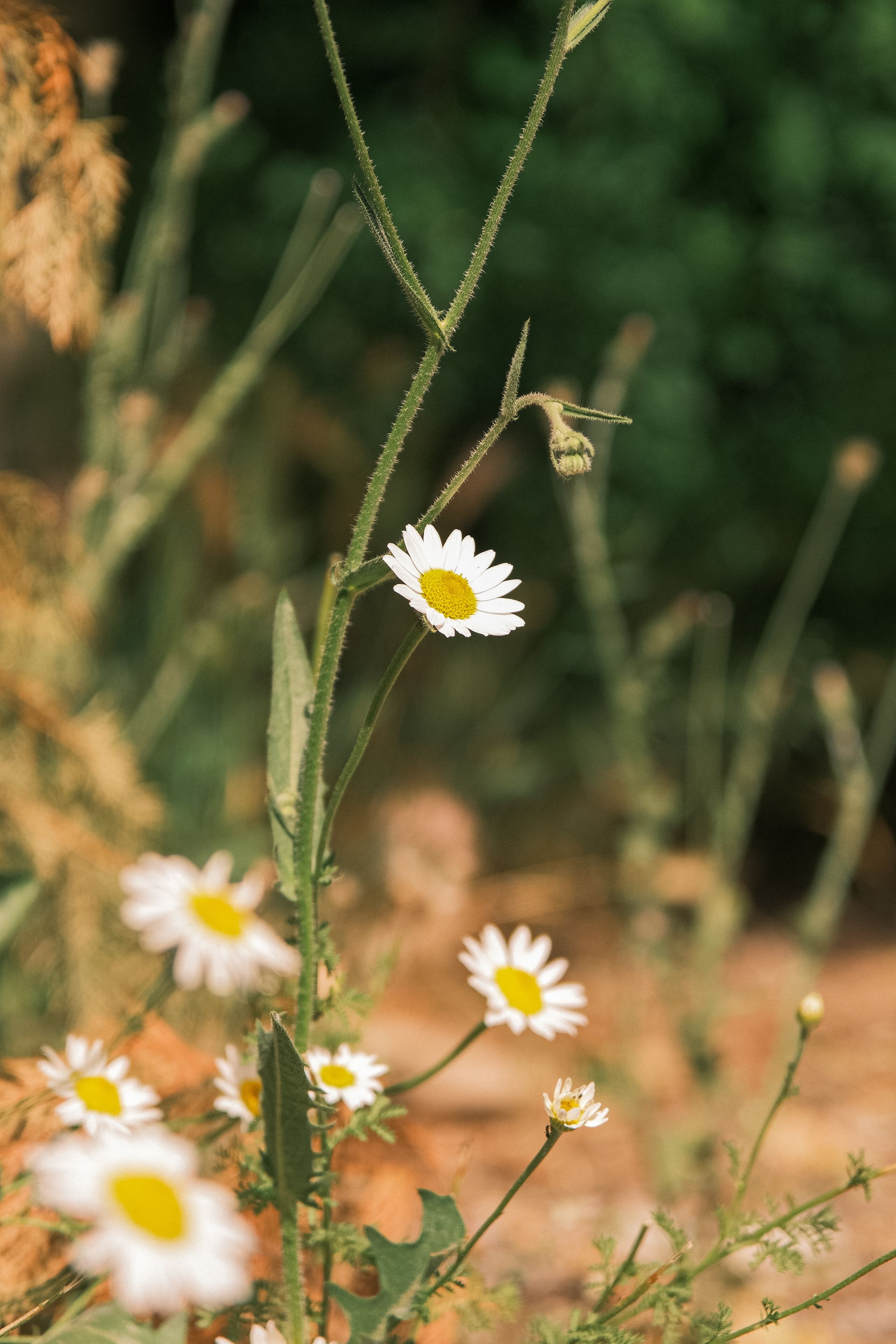 Wild Daisies Blooming in Sunlit Meadow · Free Stock Photo