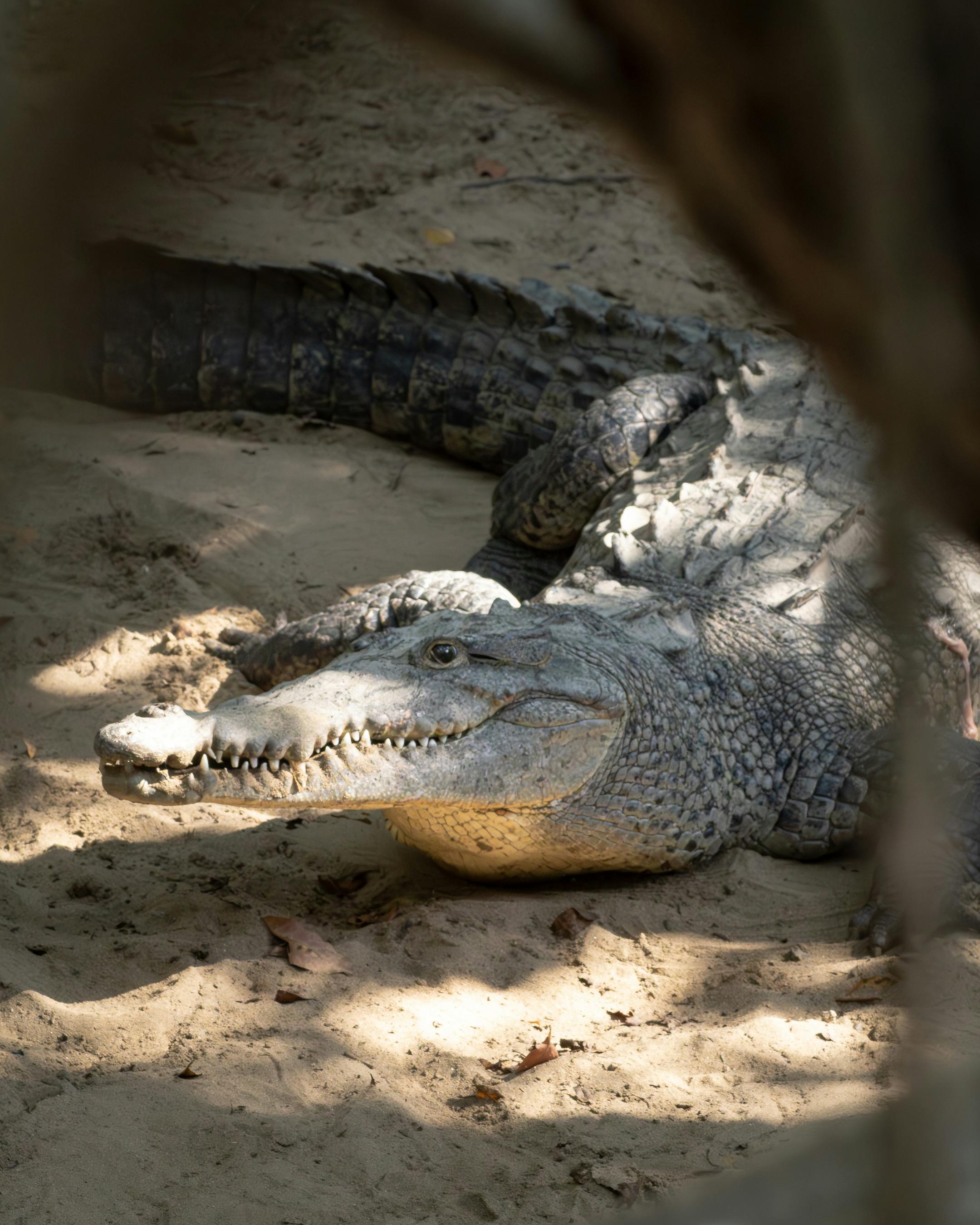 Bombardino Crocodile Photos, Download The BEST Free Bombardino ...
