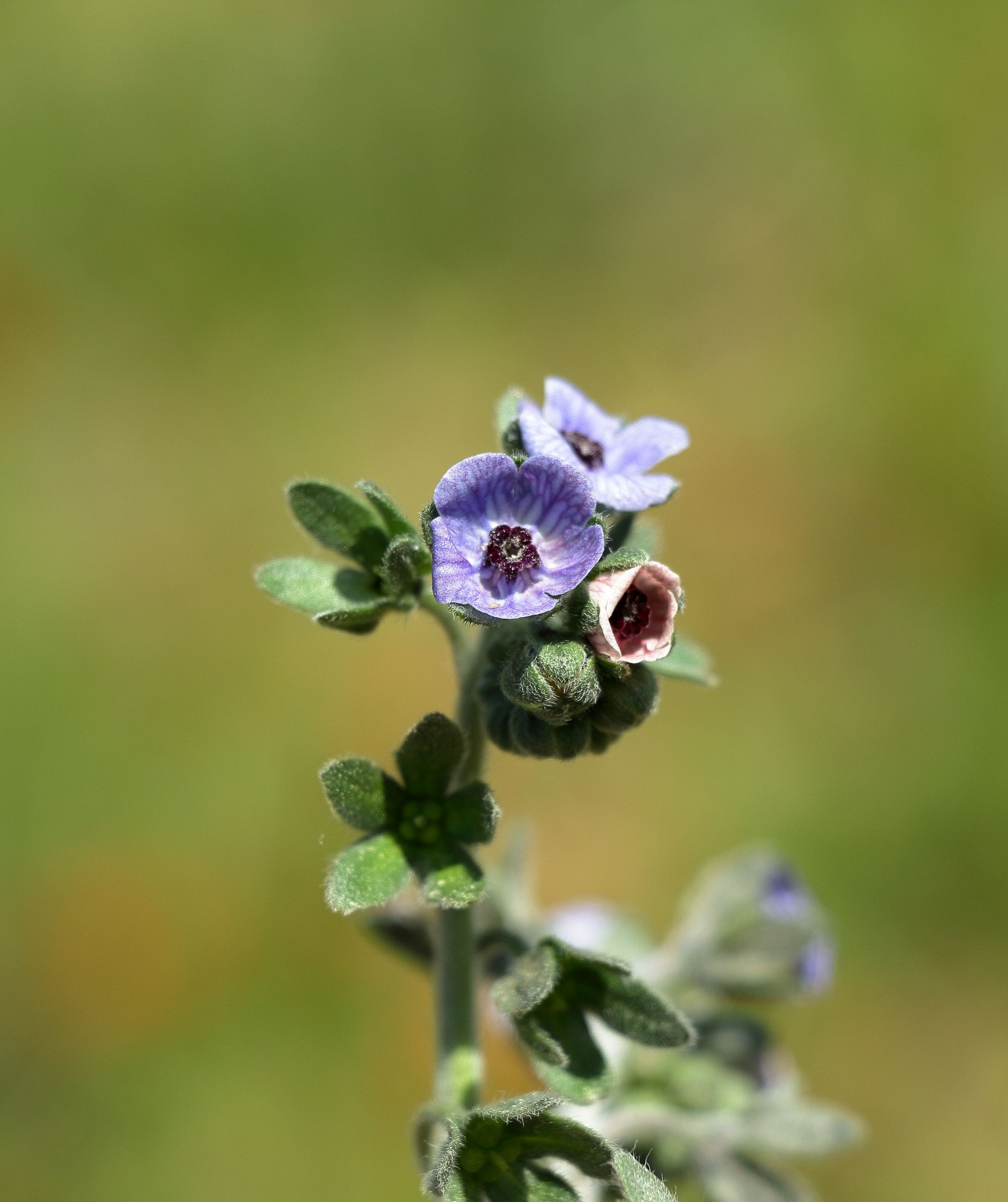 Ochi Violet Photos, Download The BEST Free Ochi Violet Stock Photos ...