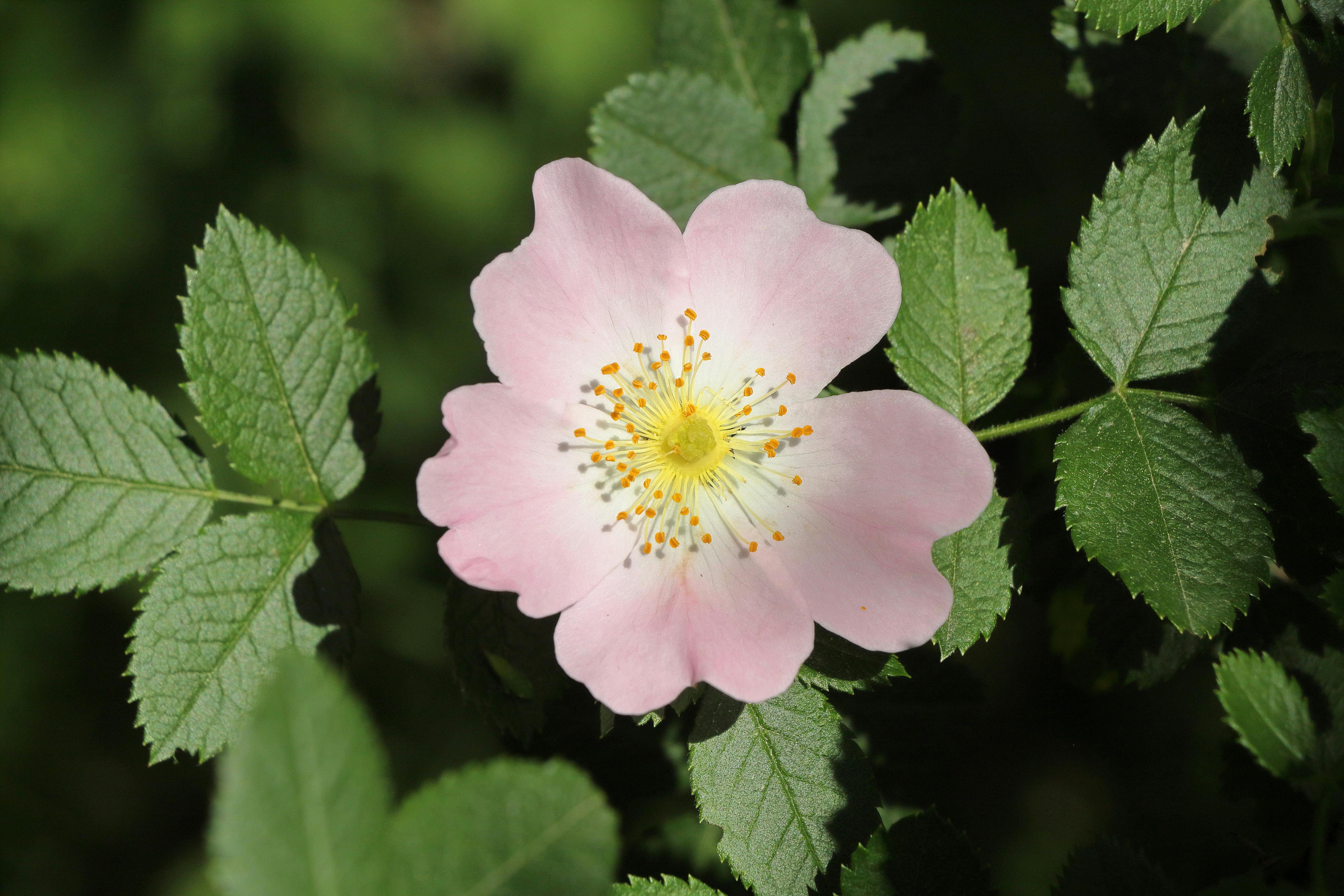 Close-Up of a Delicate Pink Wild Rose Flower · Free Stock Photo