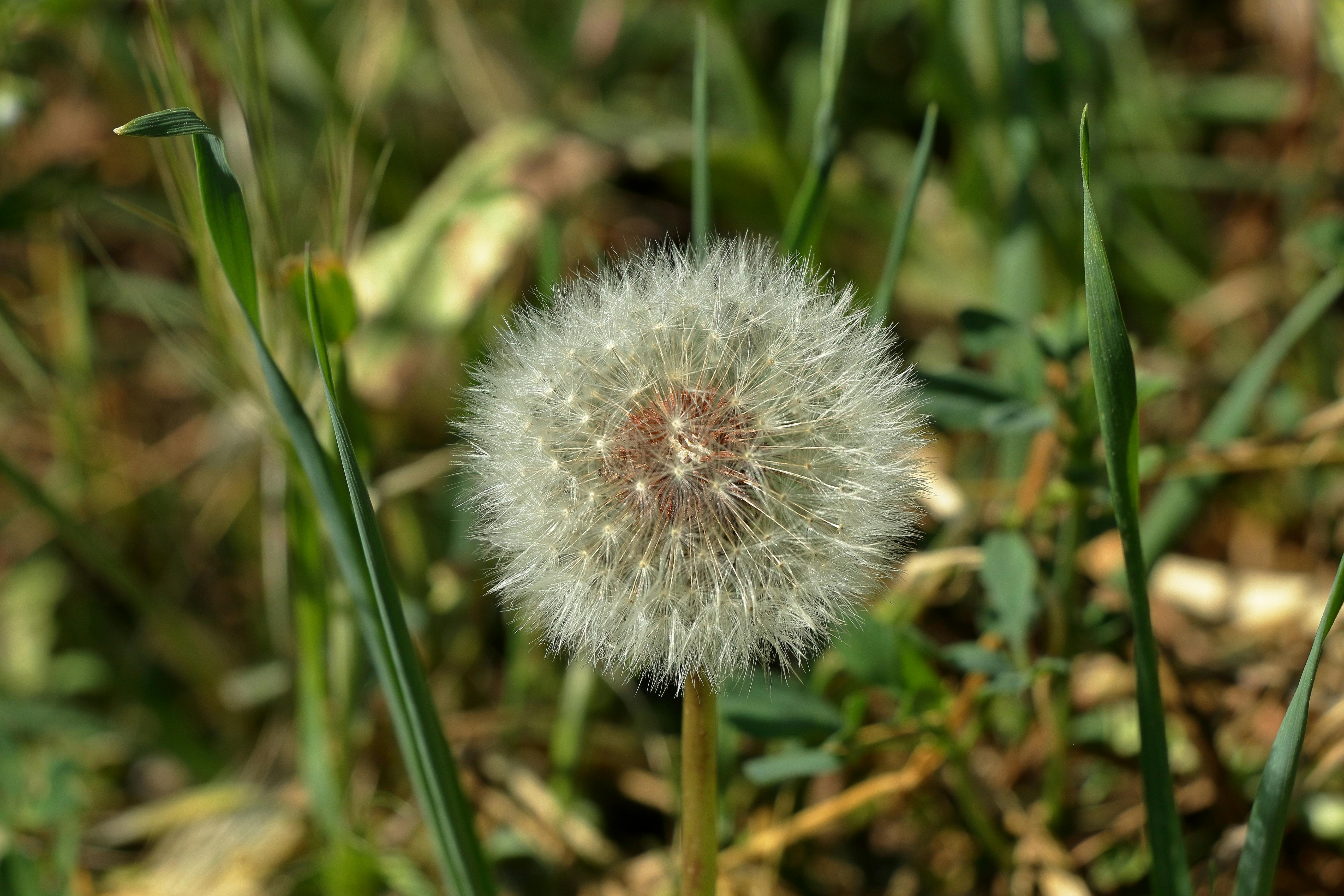 Close-up of a Dandelion Puff in Green Grass · Free Stock Photo