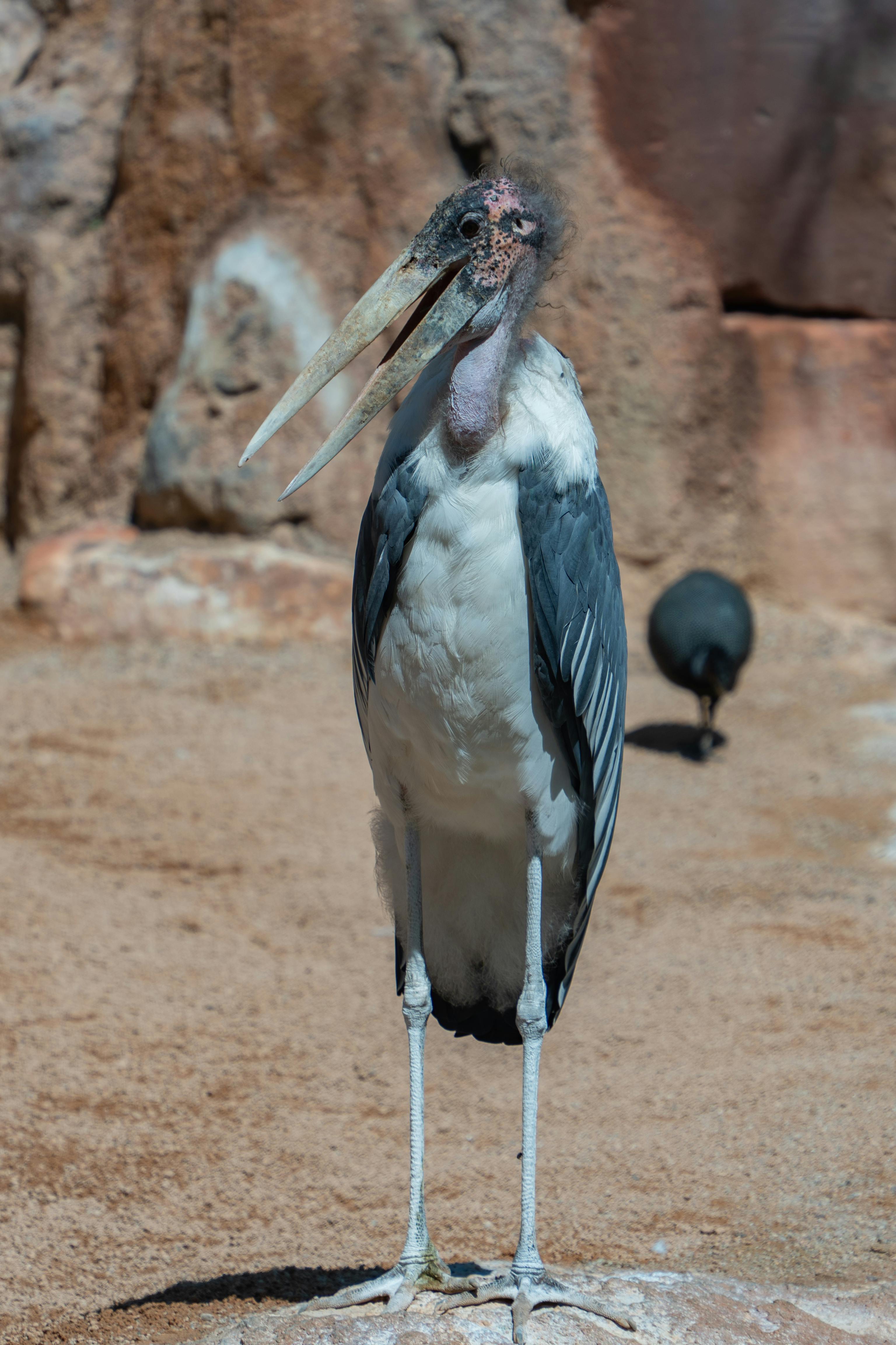 Biosphere Photos, Download The BEST Free Biosphere Stock Photos & HD Images