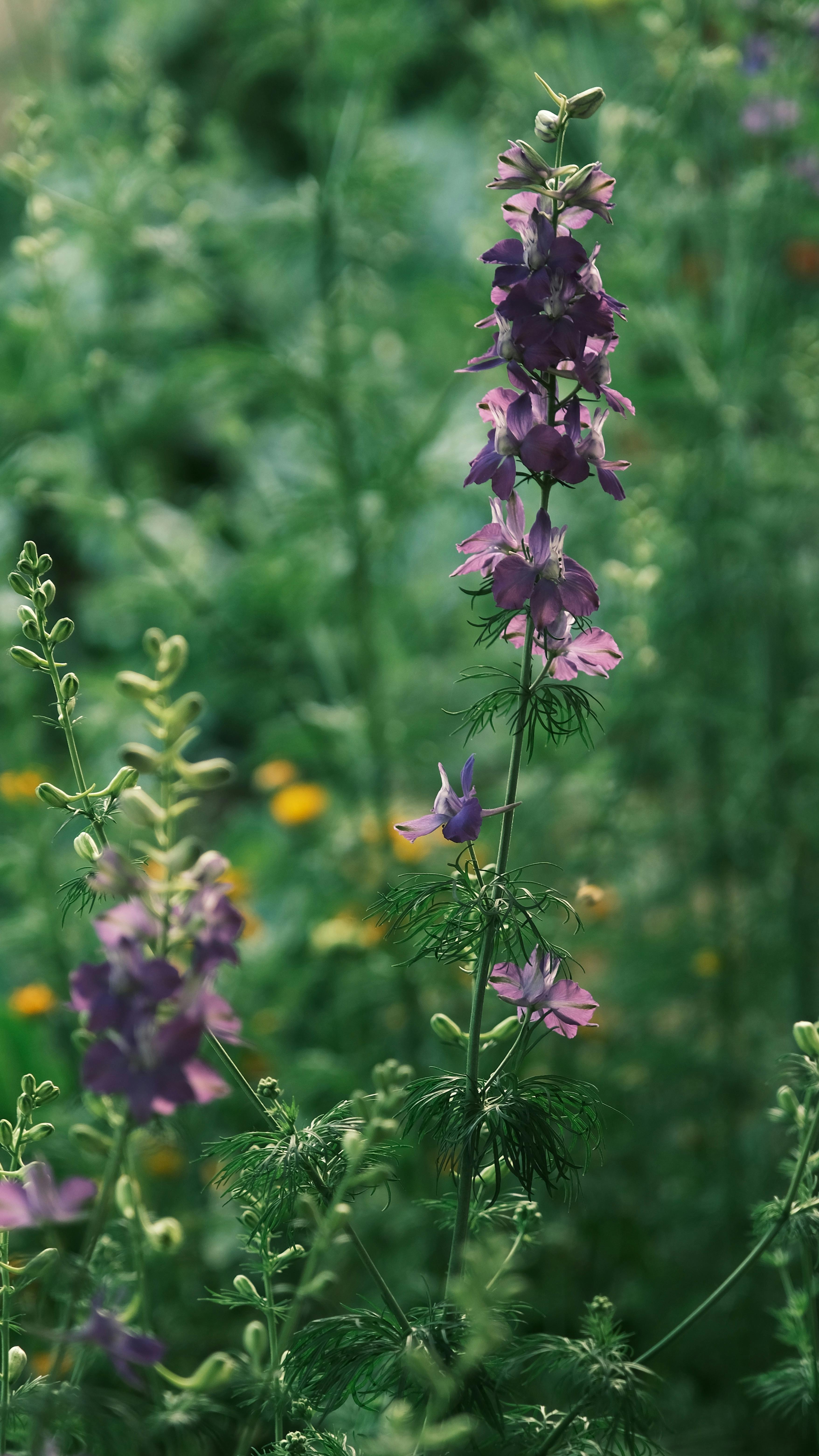 Larkspur Flowers Photos, Download The BEST Free Larkspur Flowers Stock ...