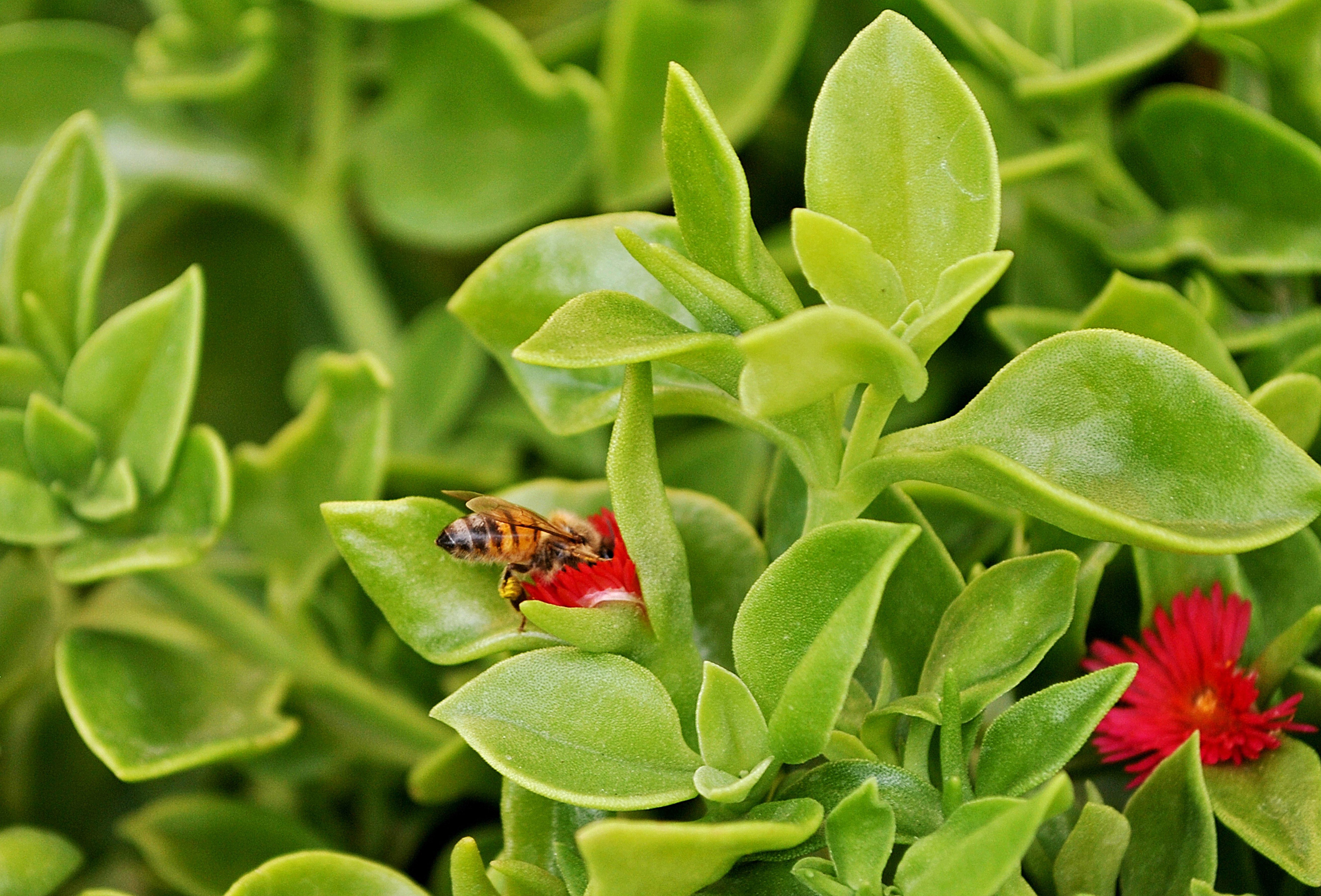 Bee Pollinating Flower in Greenery Close-Up · Free Stock Photo
