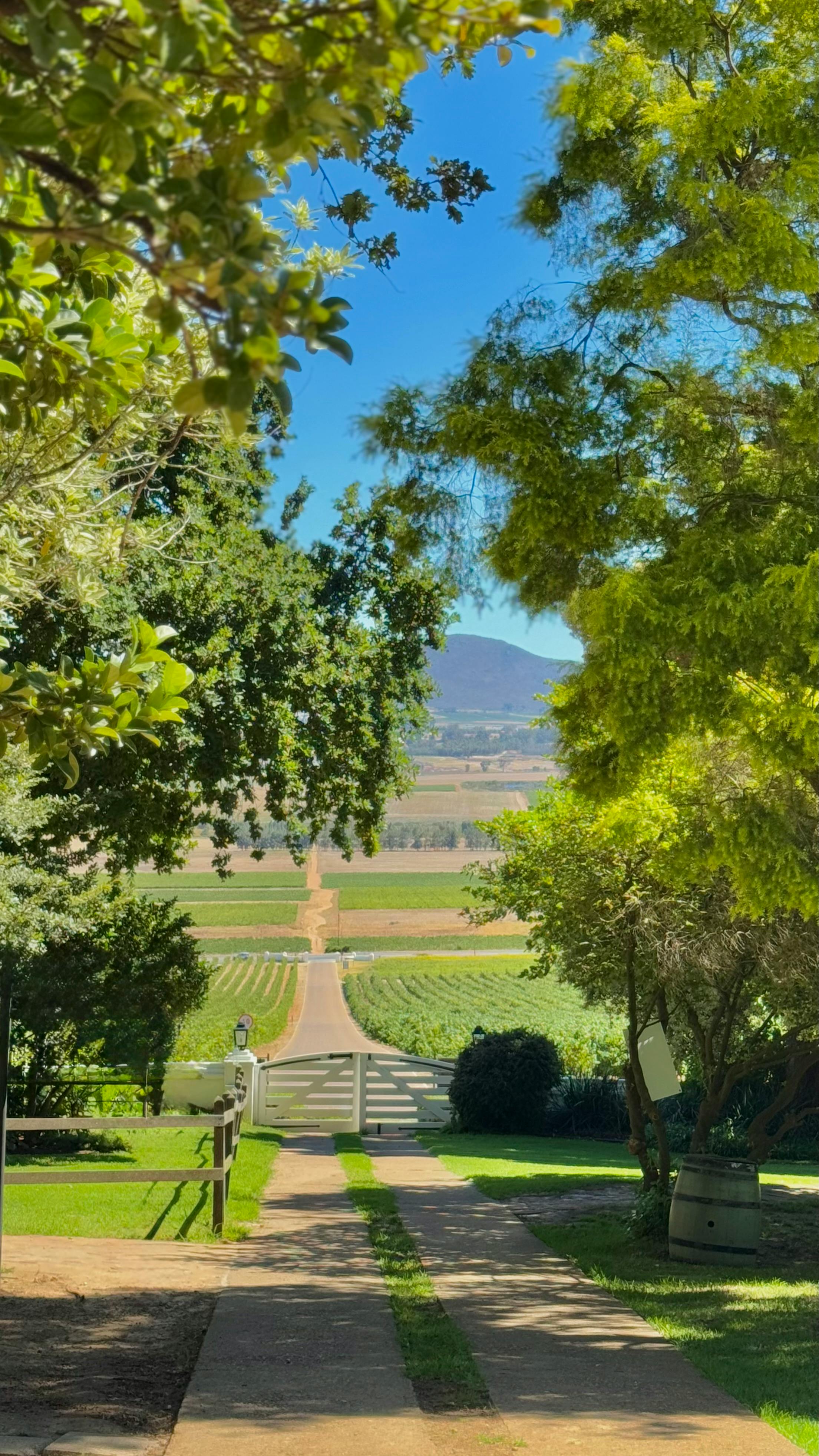 Scenic Vineyard Pathway Leading to Open Fields · Free Stock Photo