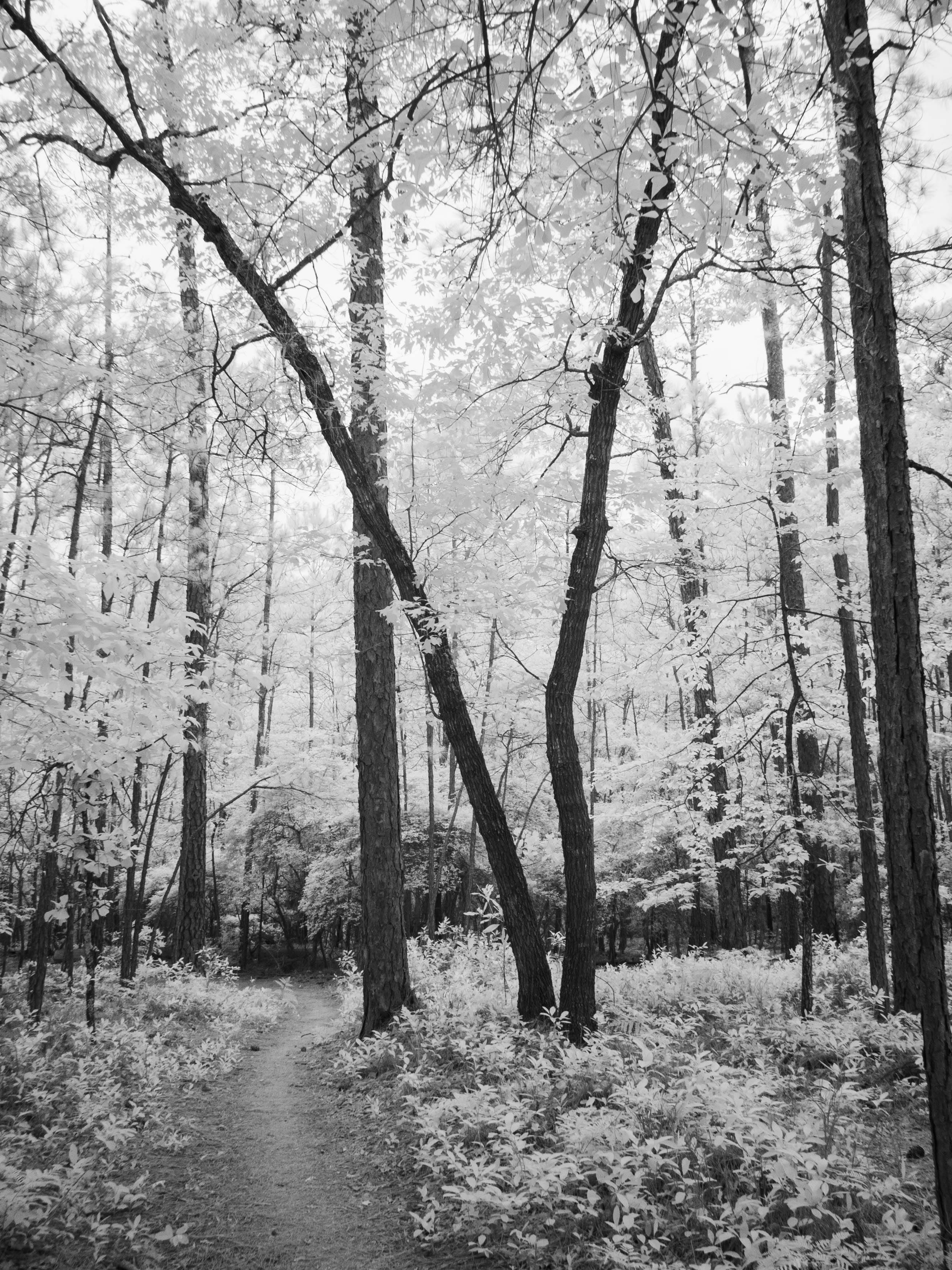 Surreal Monochrome Infrared Forest Pathway · Free Stock Photo