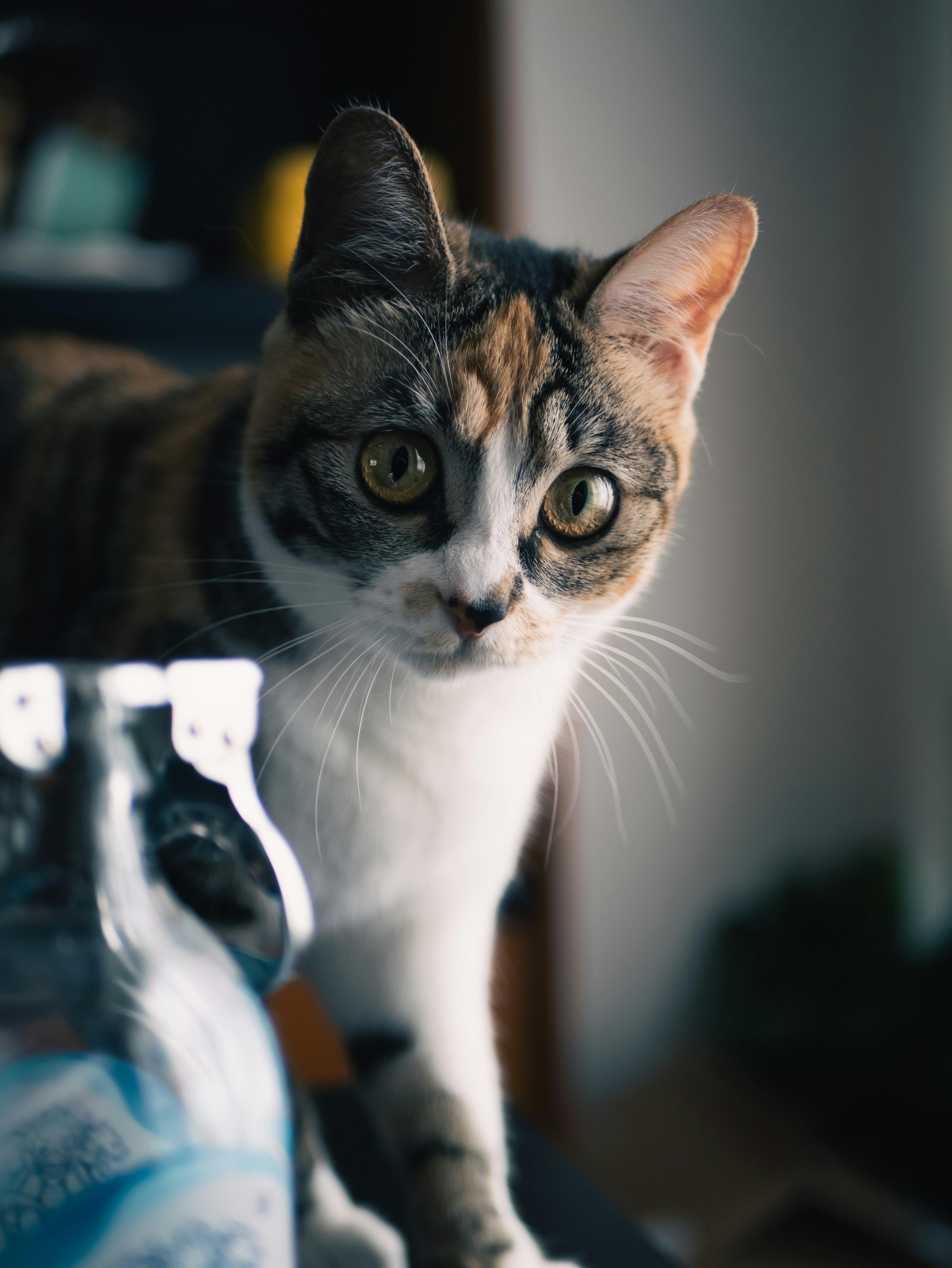 Kitty Cuda Crime Scene Investigation Photos, Download The BEST Free ...