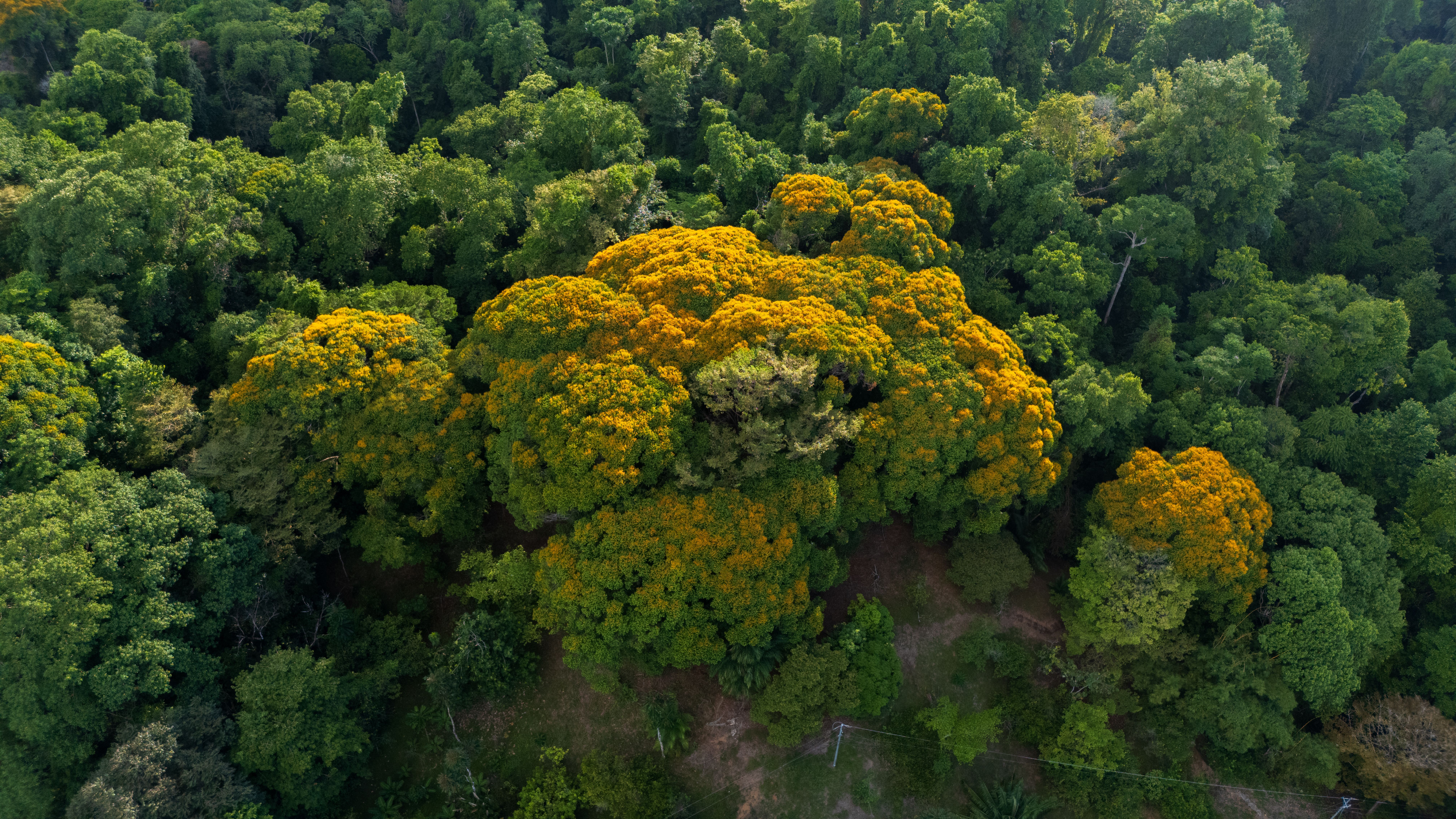 Aerial View of Lush Forest with Vibrant Trees · Free Stock Photo