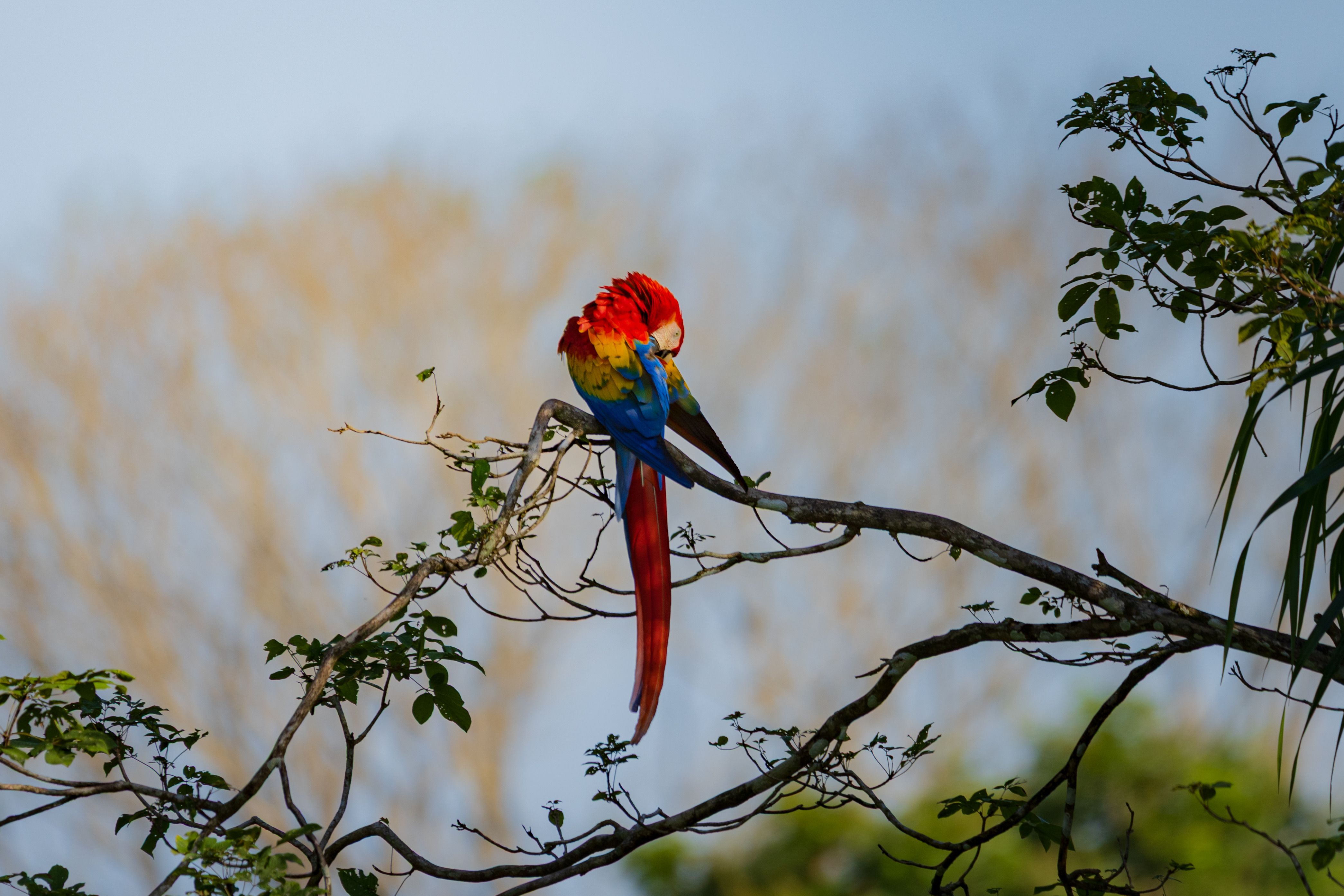 Colorful Scarlet Macaw Perched on Tree Branch · Free Stock Photo