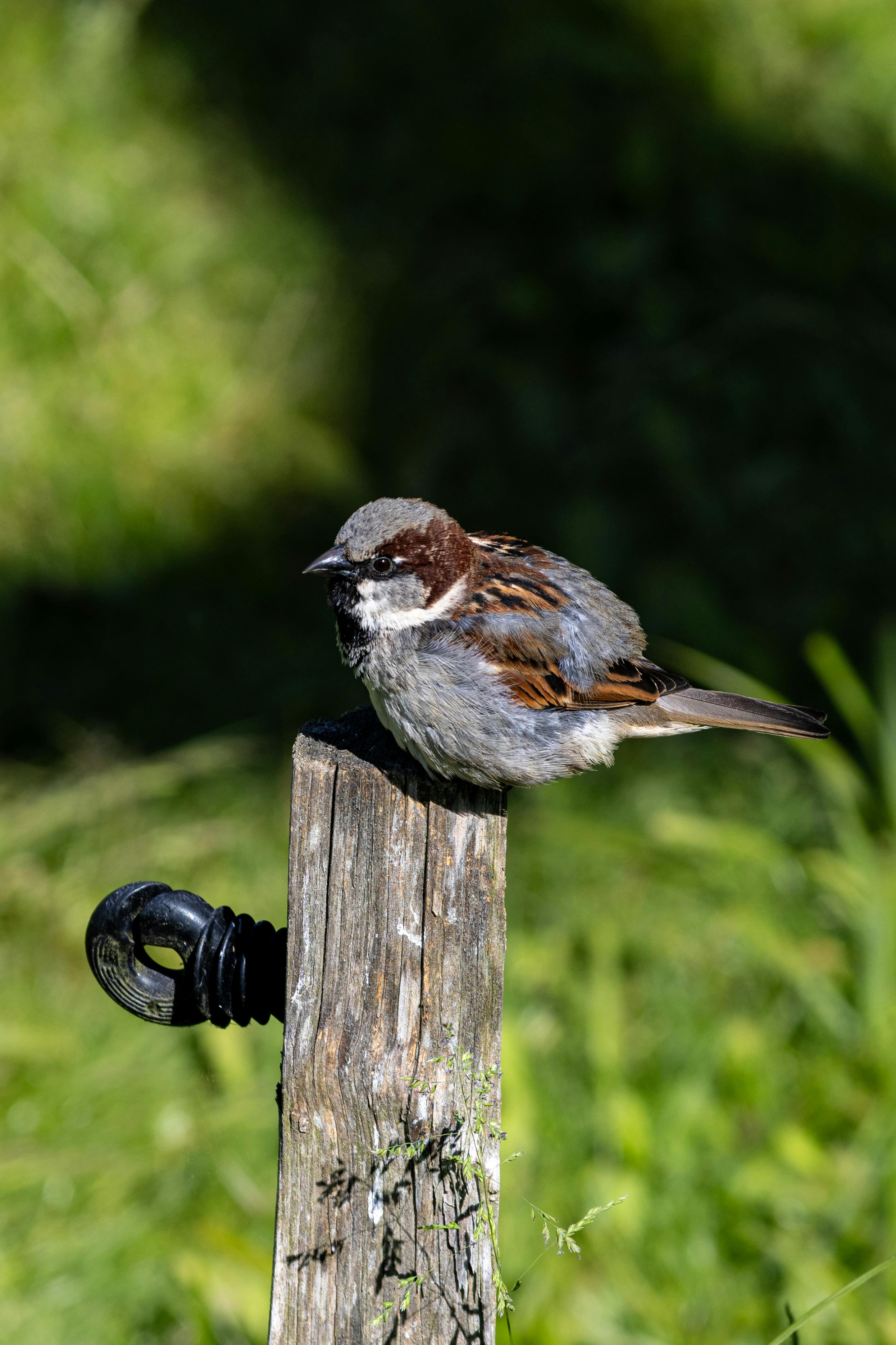 Sparrow Perched on Rustic Fence Post Outdoors · Free Stock Photo