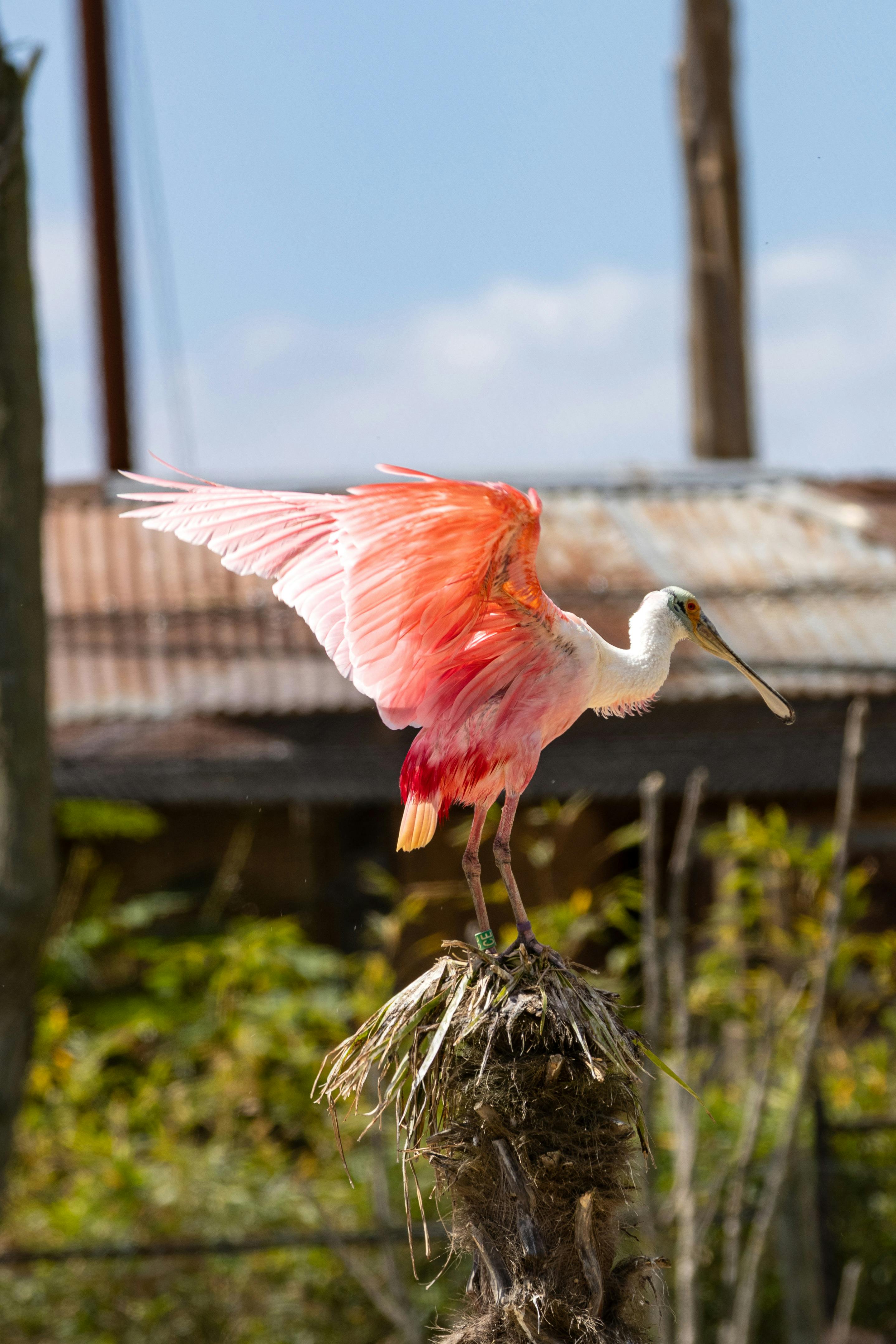 Roseate Spoonbill with Wings Spread in Natural Habitat · Free Stock Photo