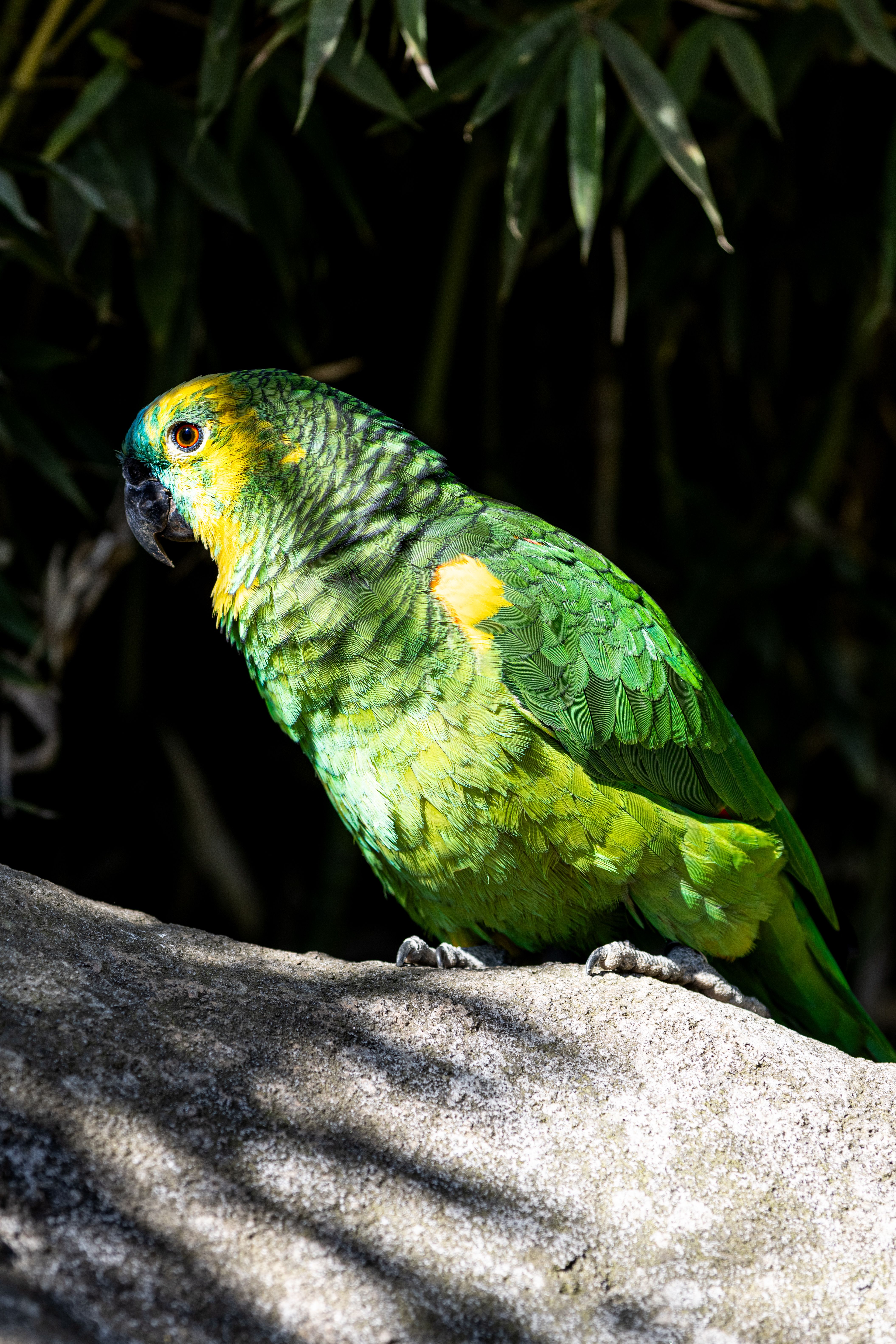 Vibrant Green Parrot Perched on Rock · Free Stock Photo