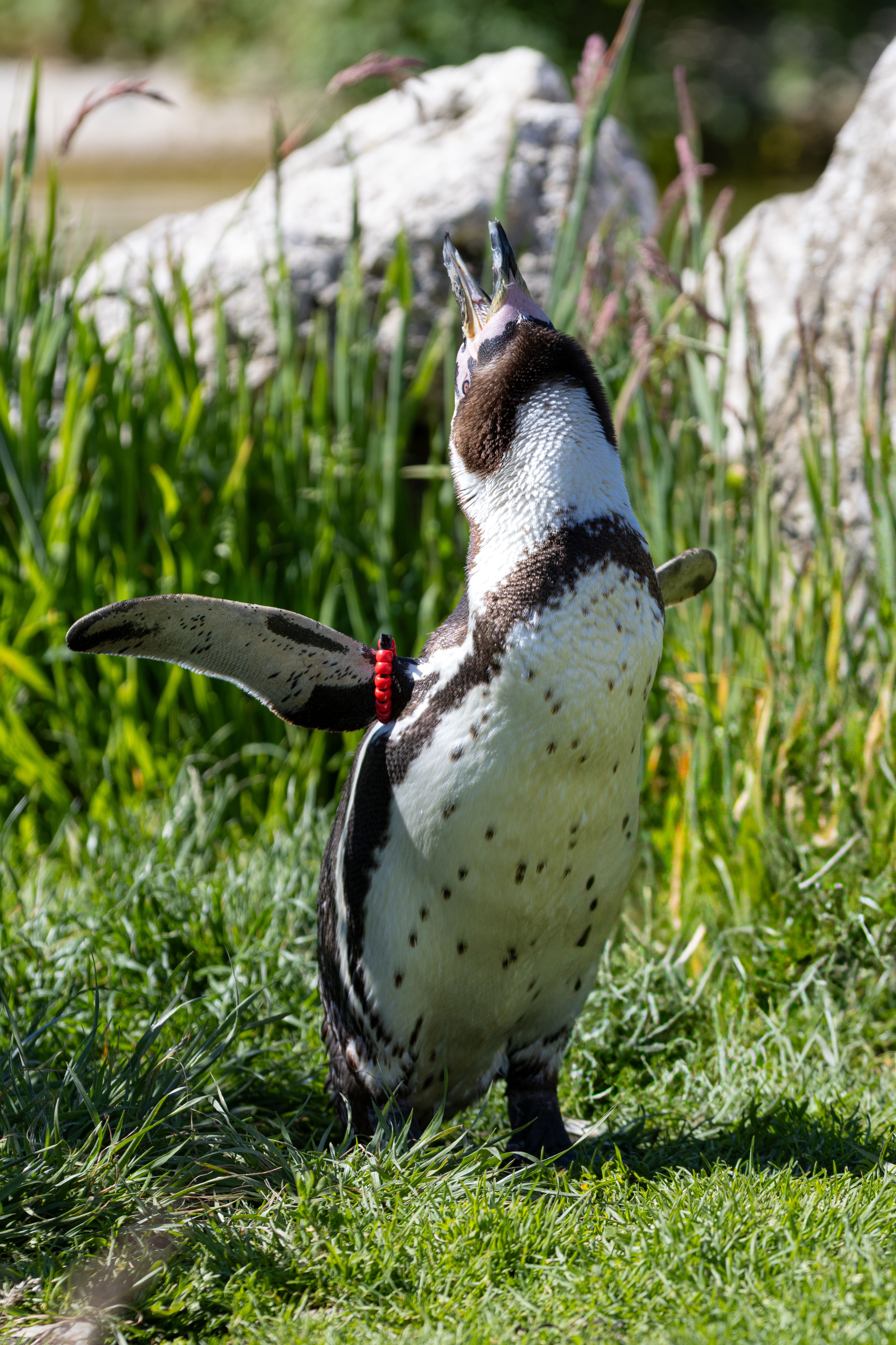 Humboldt Penguin in Natural Habitat Outdoors · Free Stock Photo