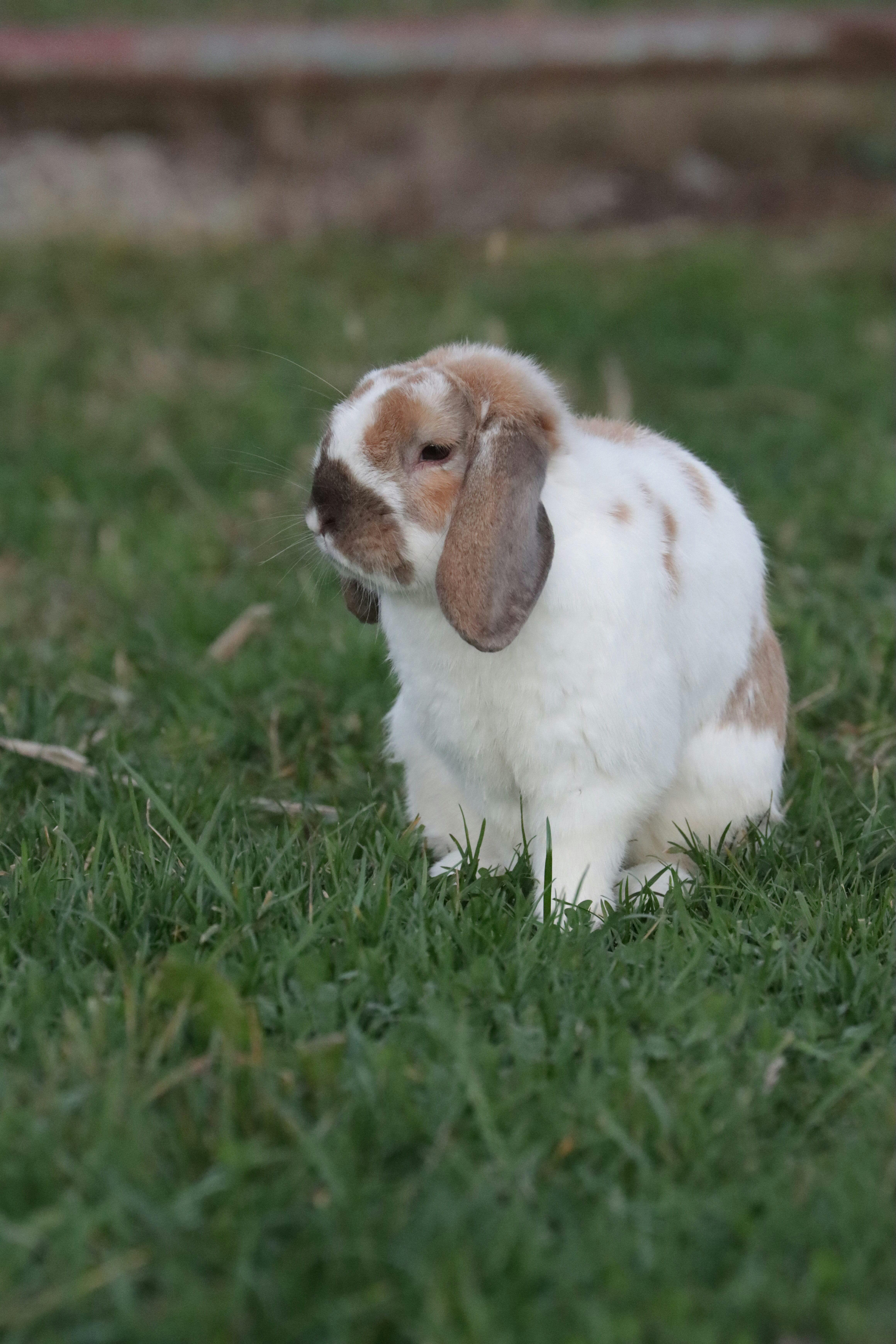 Adorable Lop-Eared Rabbit in Green Grass · Free Stock Photo