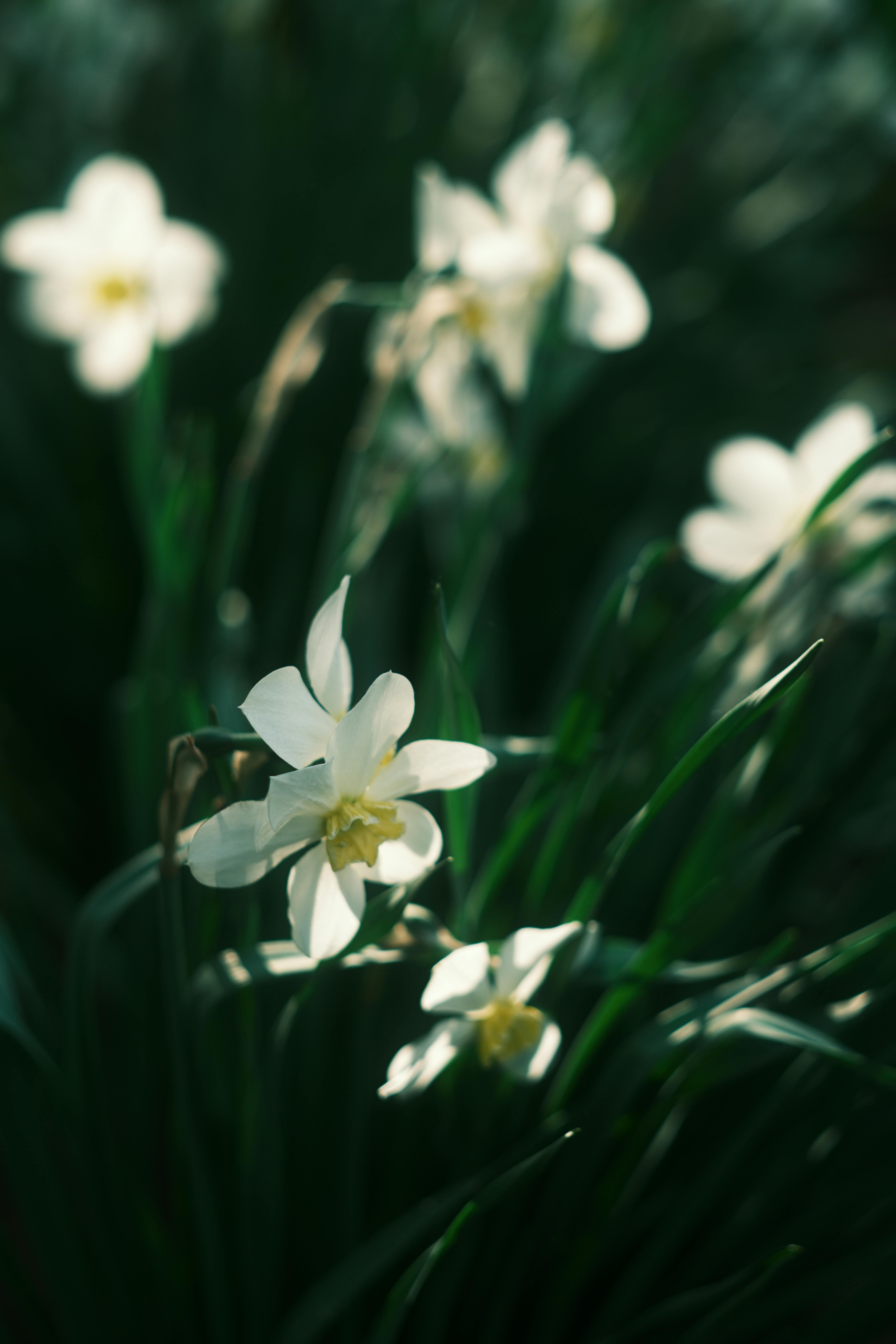 Brownstone Background Photos, Download The BEST Free Brownstone ...