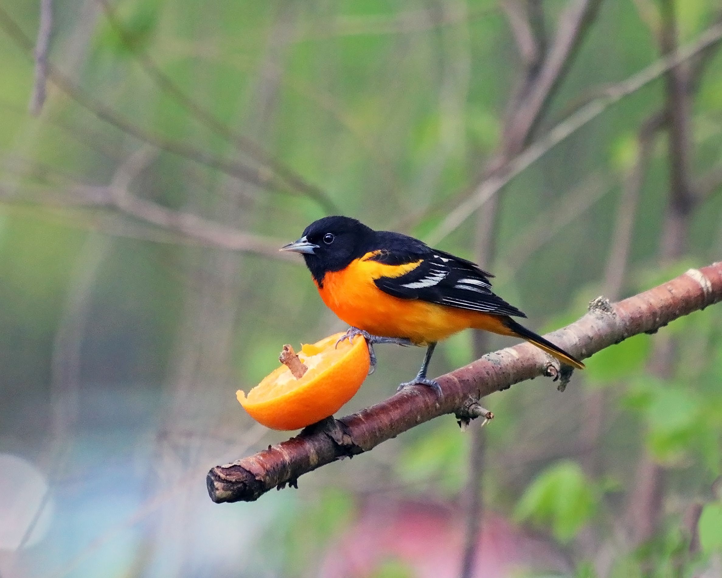 Baltimore Oriole Bird Perched on Branch with Orange · Free Stock Photo