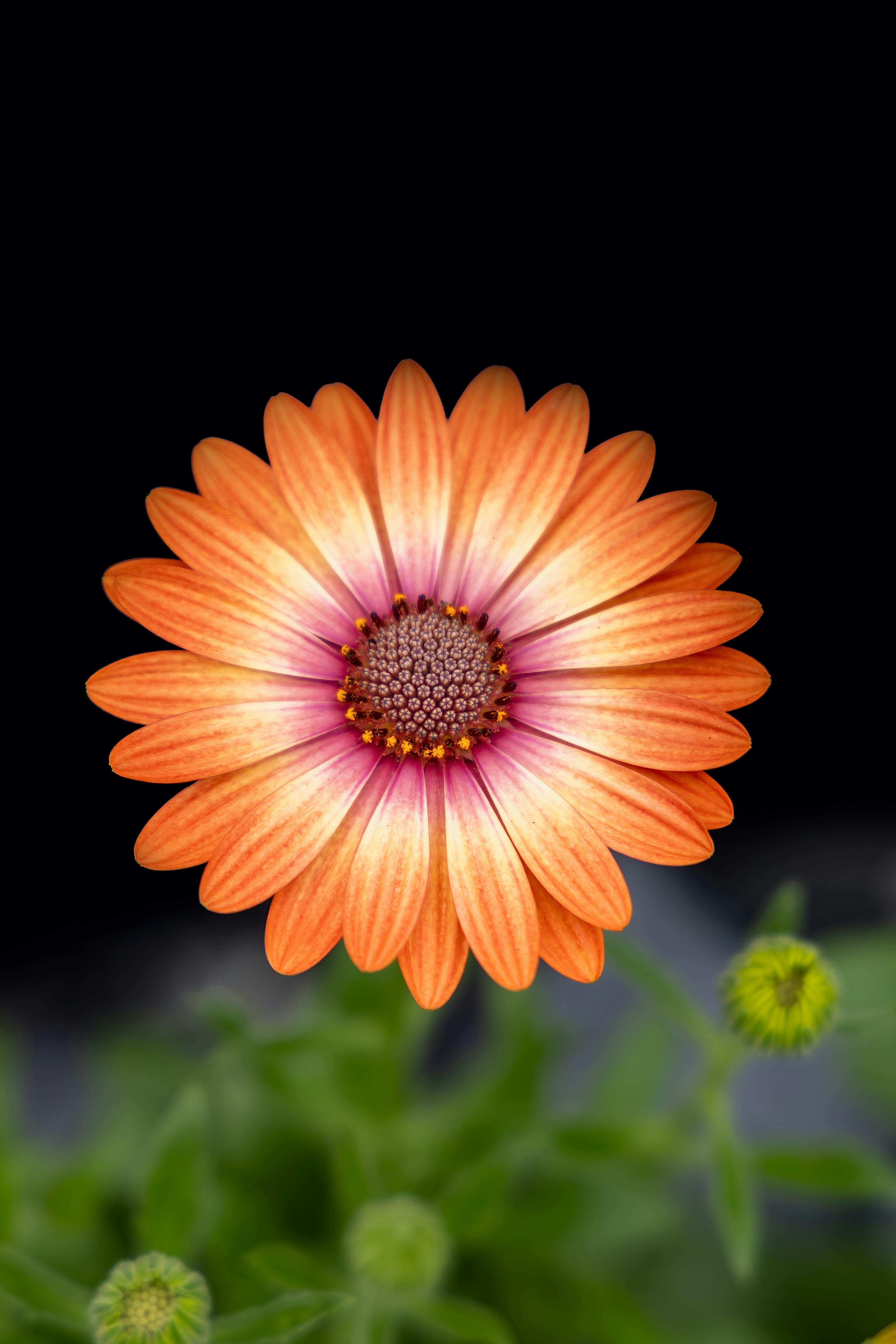 Hot Pink Wallpaper Photos, Download The BEST Free Hot Pink Wallpaper ...