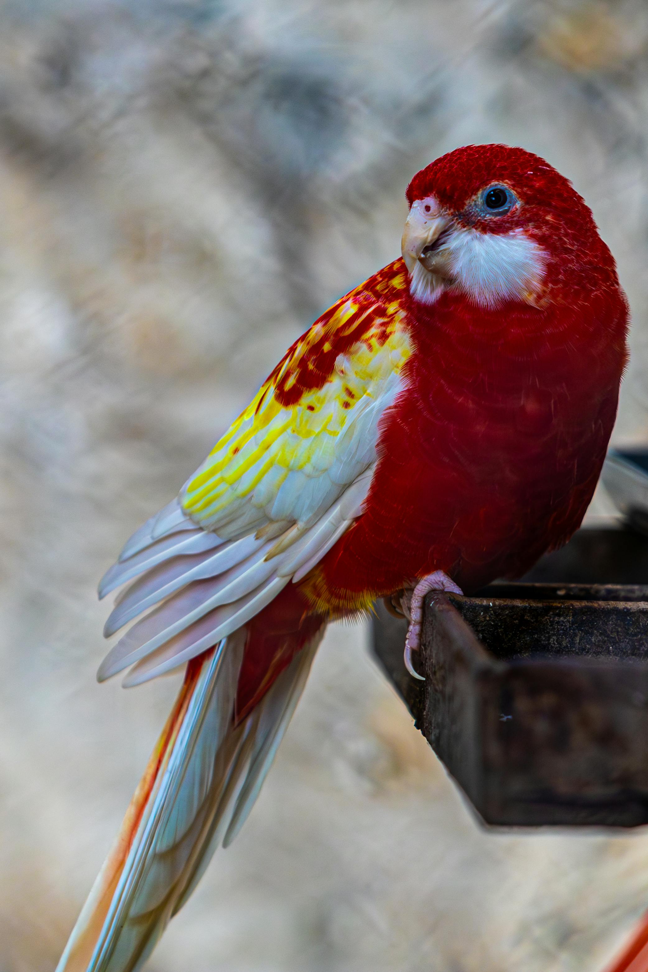 Curious Parrot Photos, Download The BEST Free Curious Parrot Stock ...
