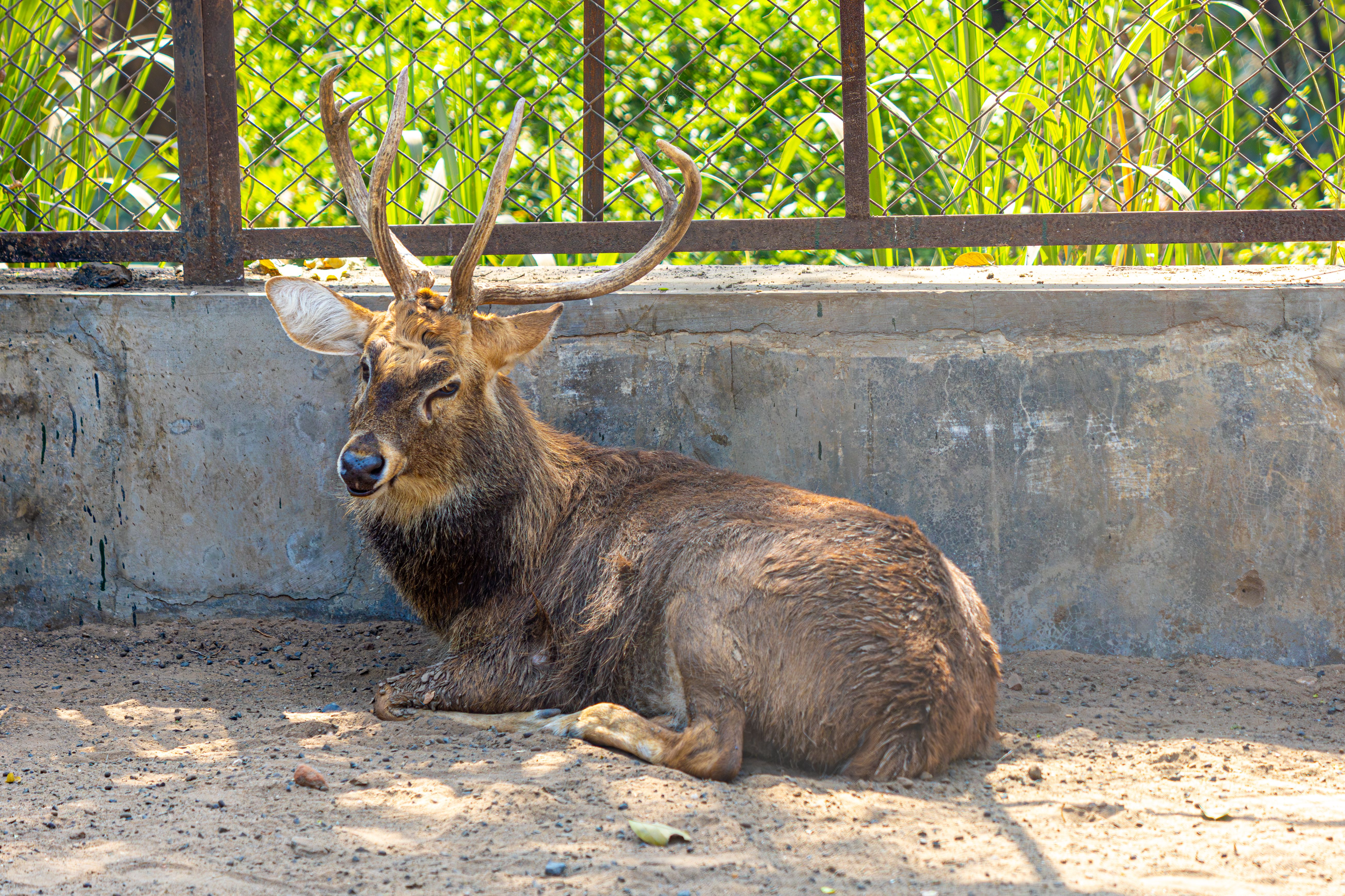 Deer Looking Backwards · Free Stock Photo