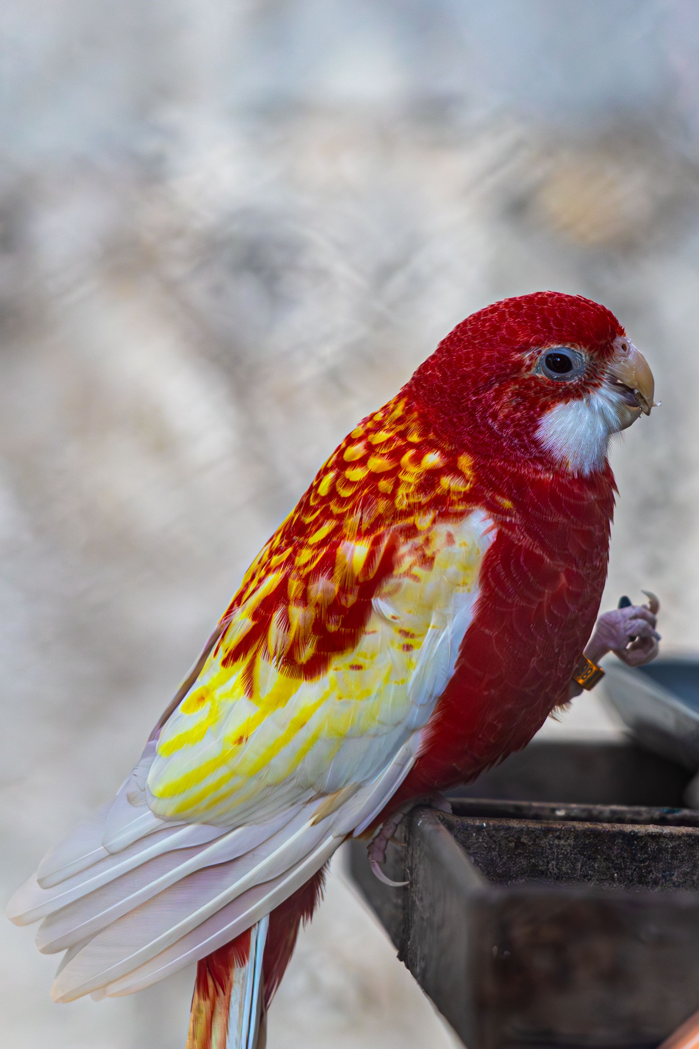 Vivid Portrait of a Crimson Rosella Parrot · Free Stock Photo