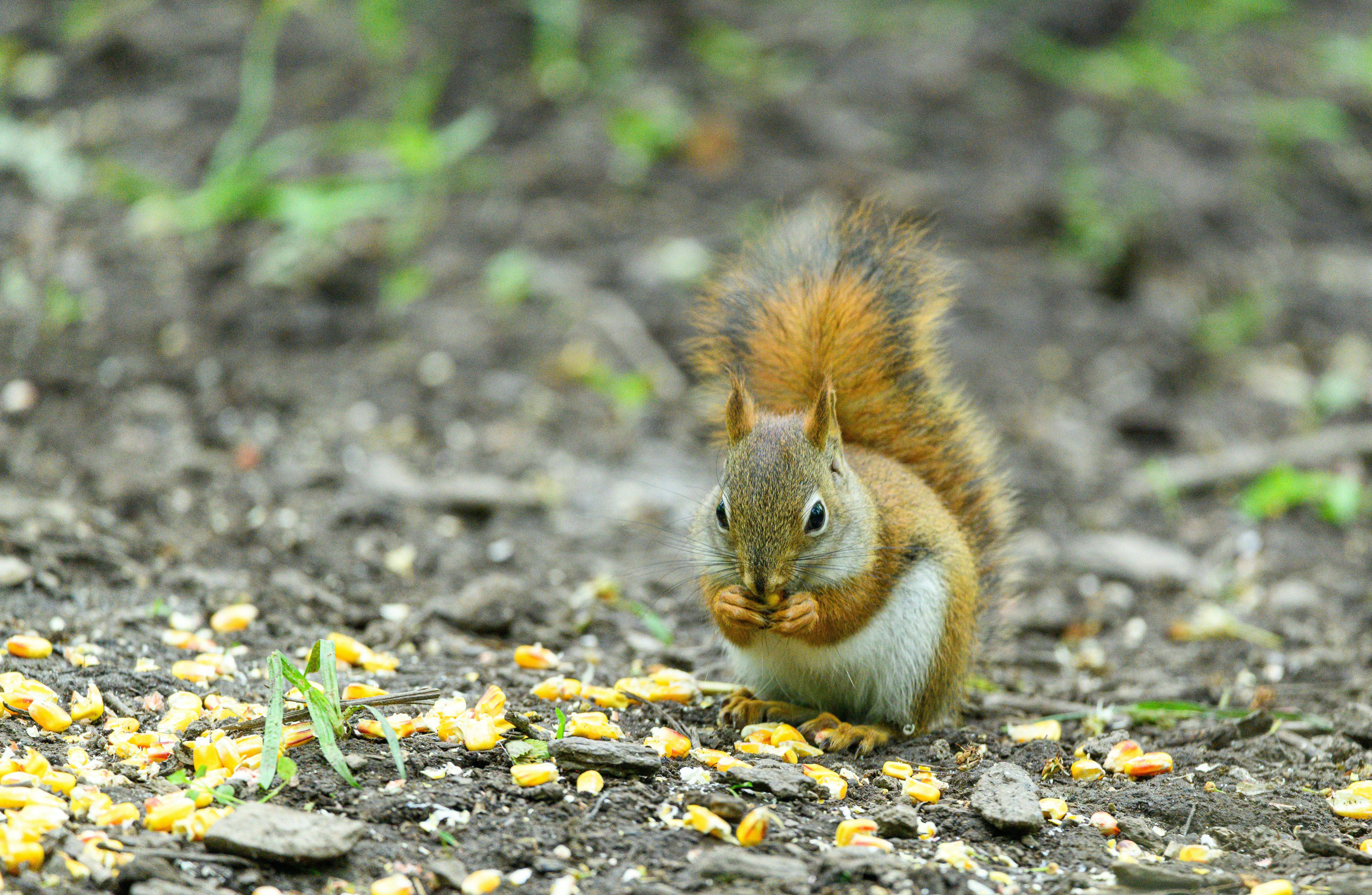 Close-Up of Red Squirrel Eating Corn Kernels · Free Stock Photo