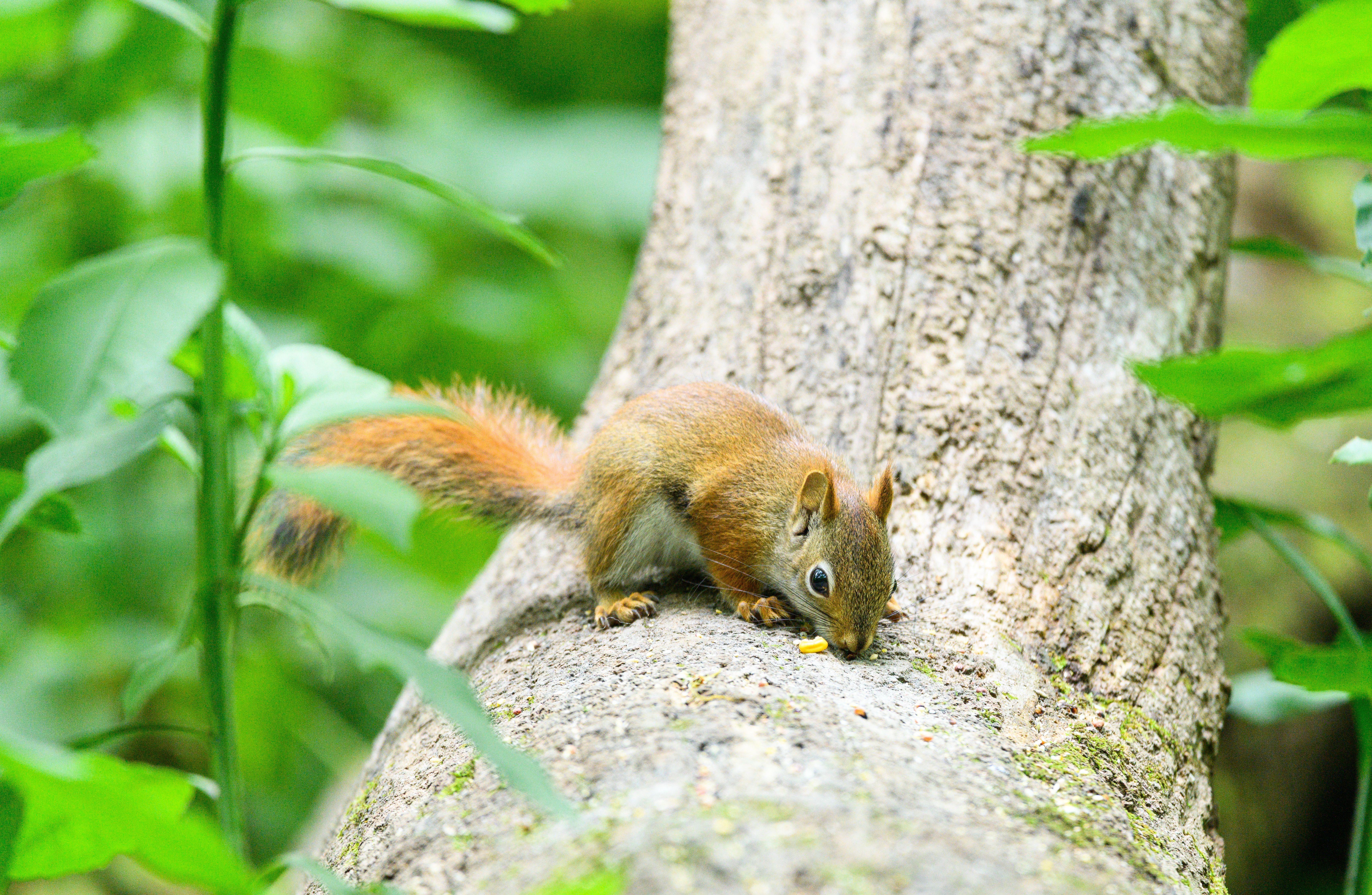 Linda Ardilla En Un árbol En Un Exuberante Bosque Verde · Foto de stock ...