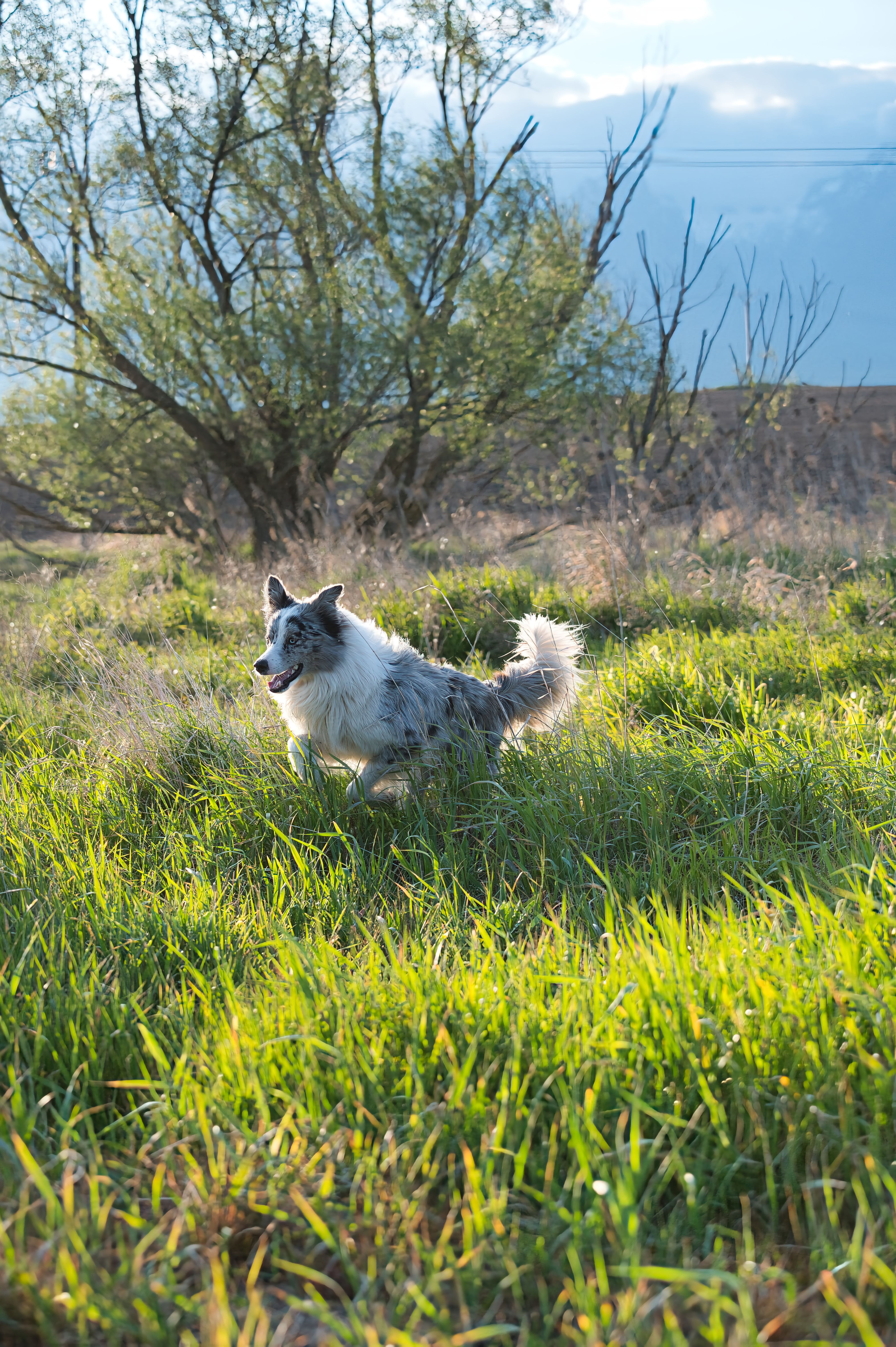 Dog Pipi Photos, Download The BEST Free Dog Pipi Stock Photos & HD Images