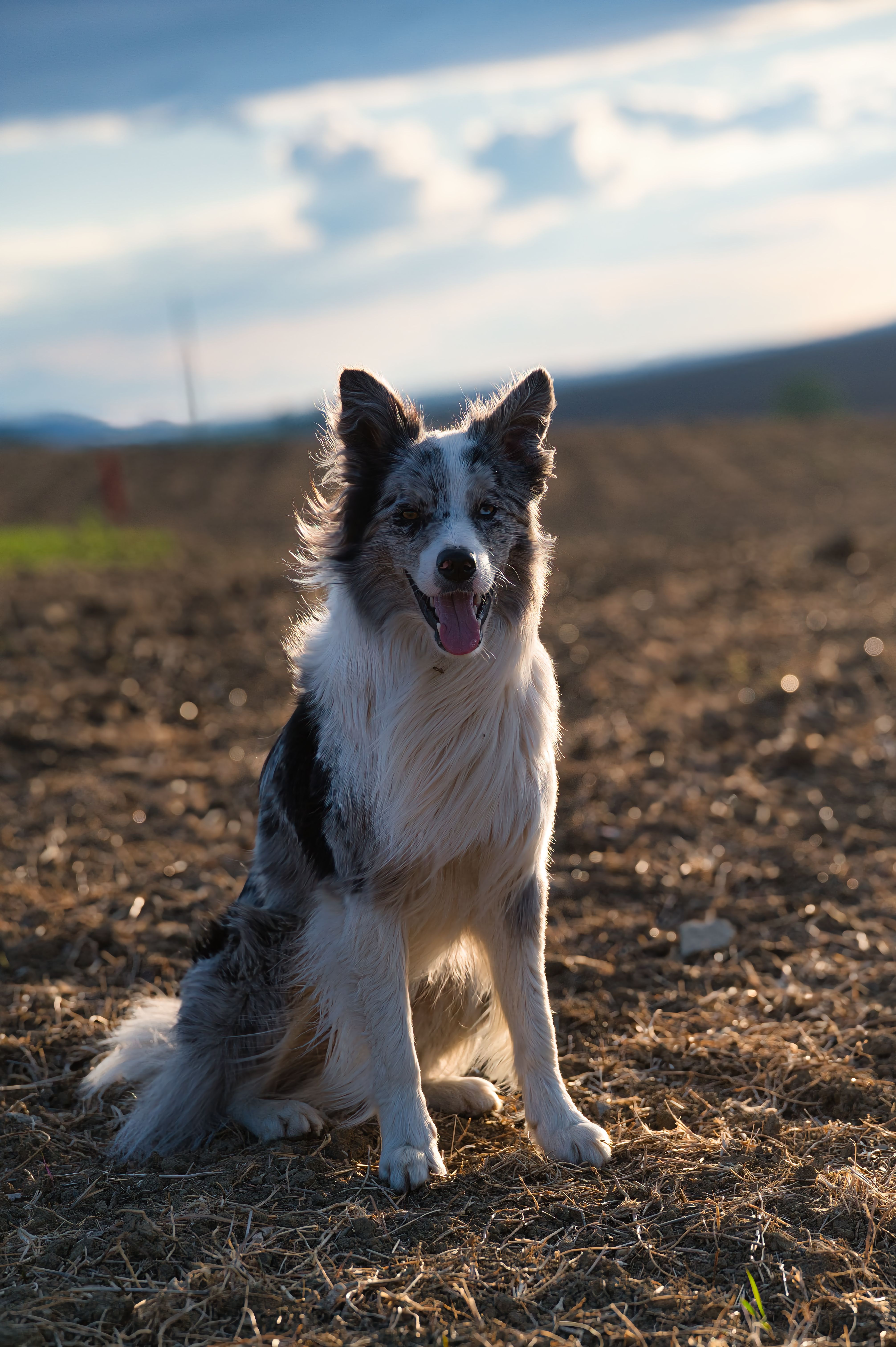 Loyal Photos, Download The BEST Free Loyal Stock Photos & HD Images