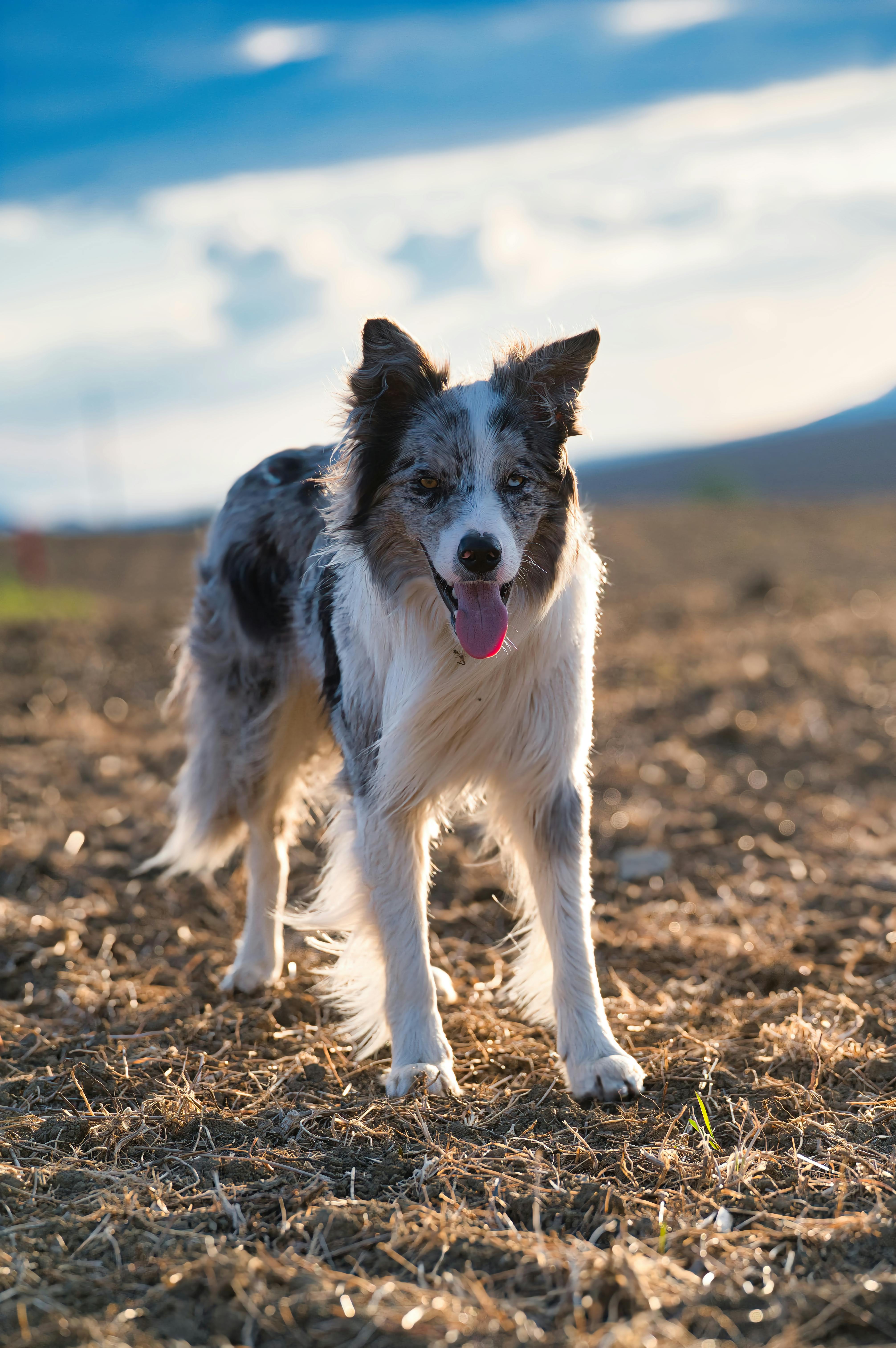Playful Border Collie in Sunny Slovak Field · Free Stock Photo