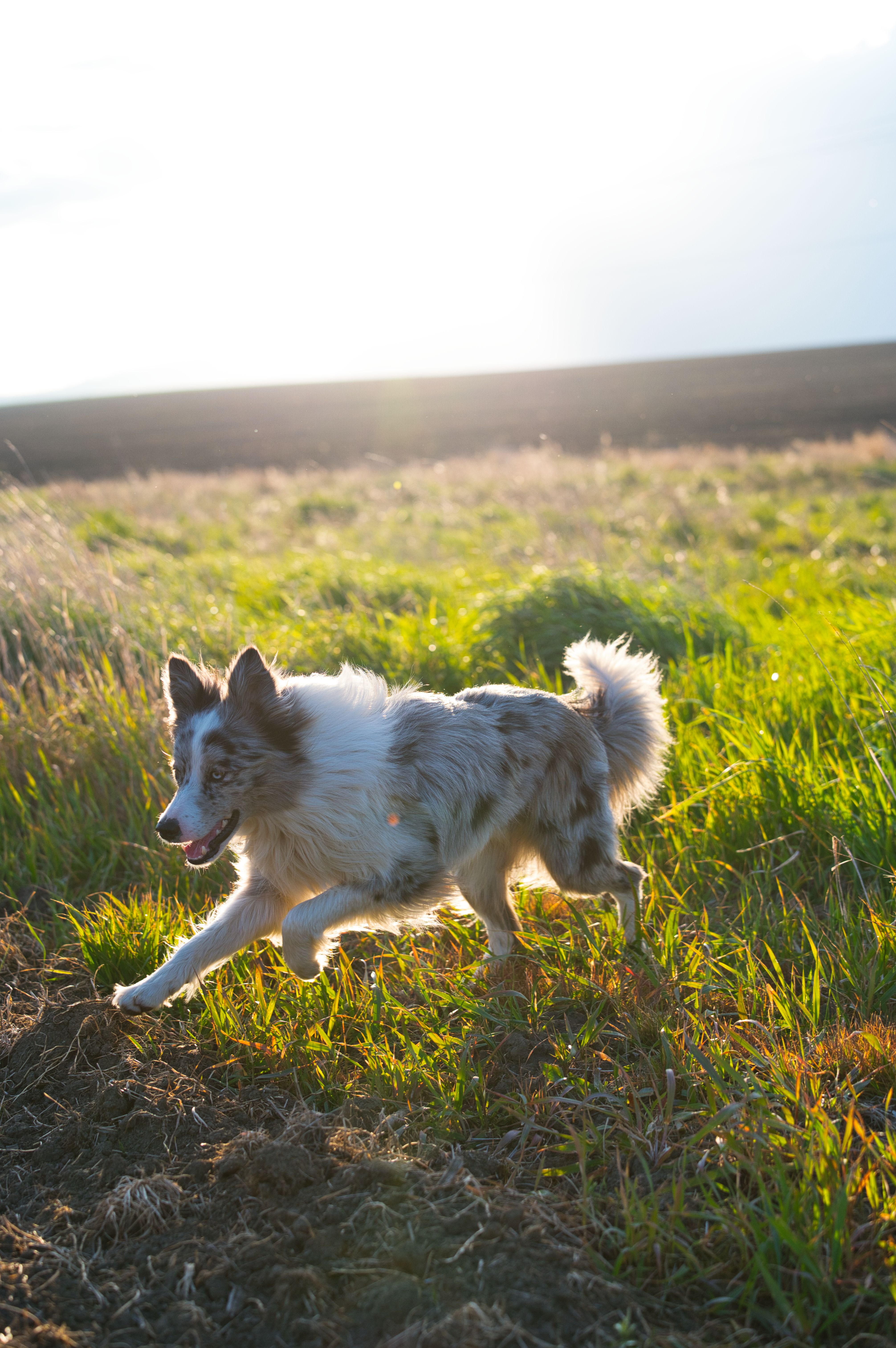 Running Border Collie on a Sunny Day · Free Stock Photo