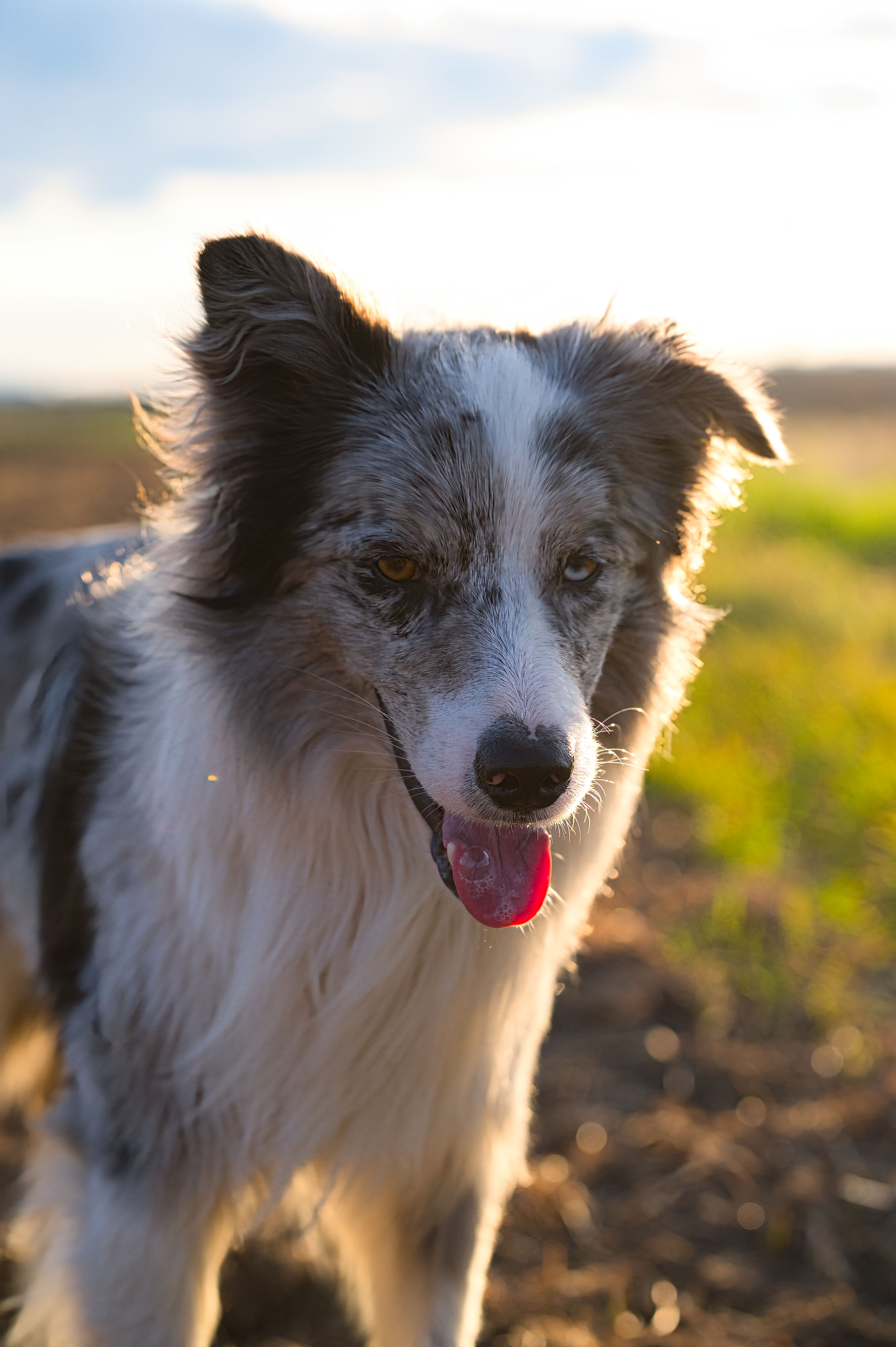 Happy Border Collie Enjoying a Sunny Day Outdoors · Free Stock Photo