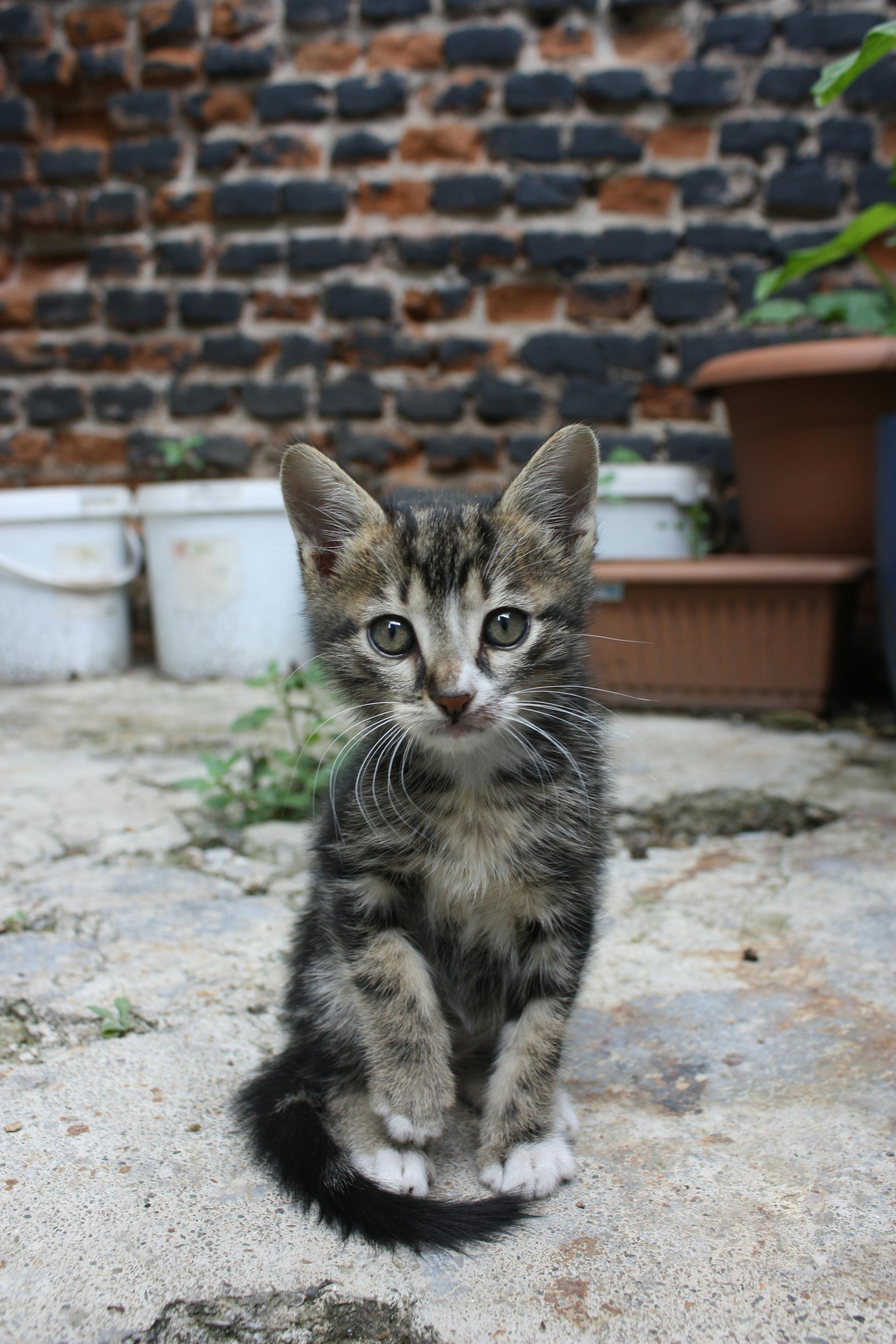 Cute Kitten Sitting in Outdoor Garden Area · Free Stock Photo