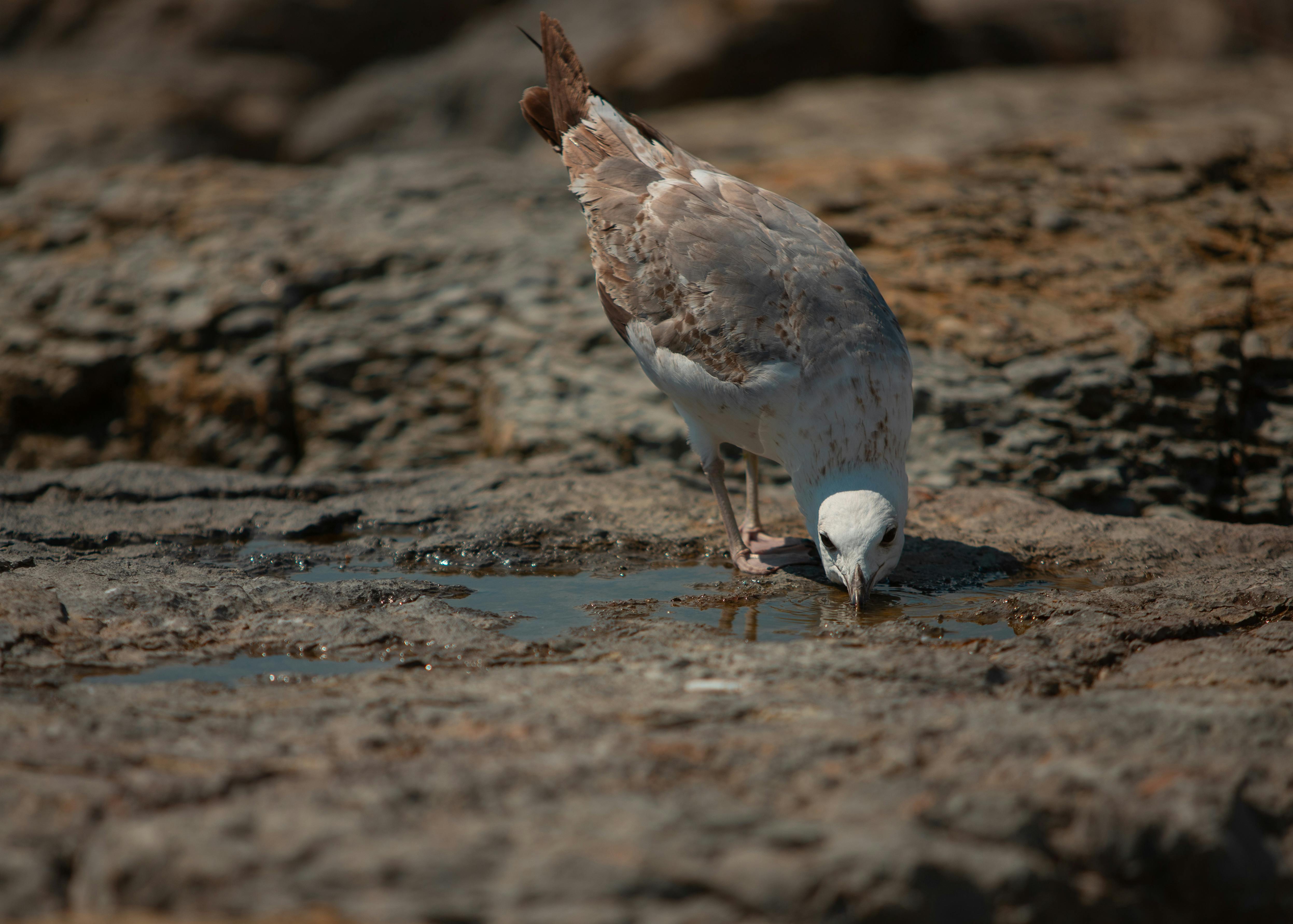 Seagull Drinking Water on Rocky Shores in İstanbul · Free Stock Photo