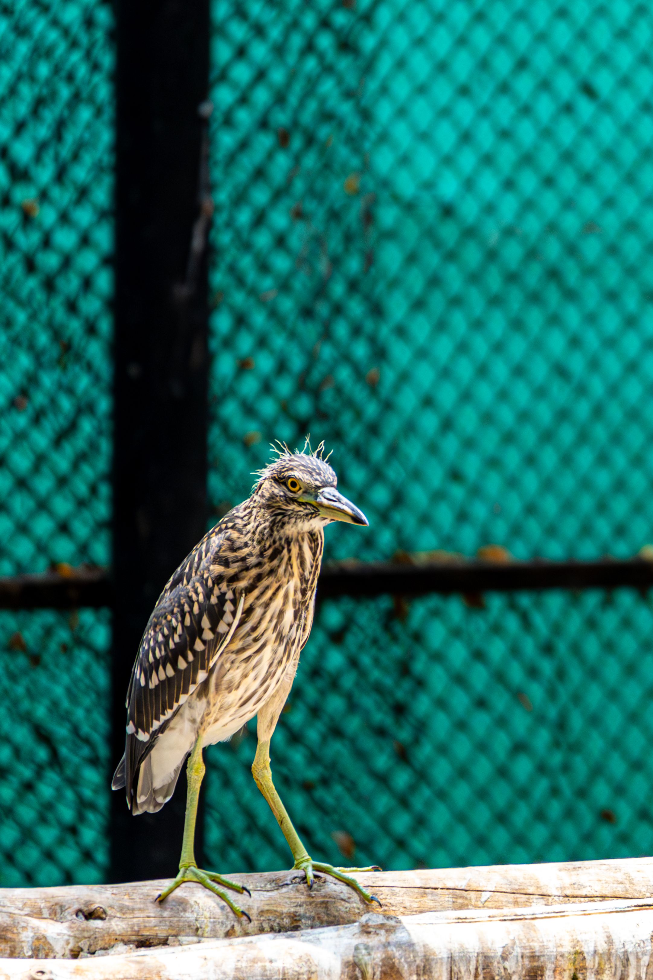 Juvenile Night Heron with Spotted Plumage · Free Stock Photo