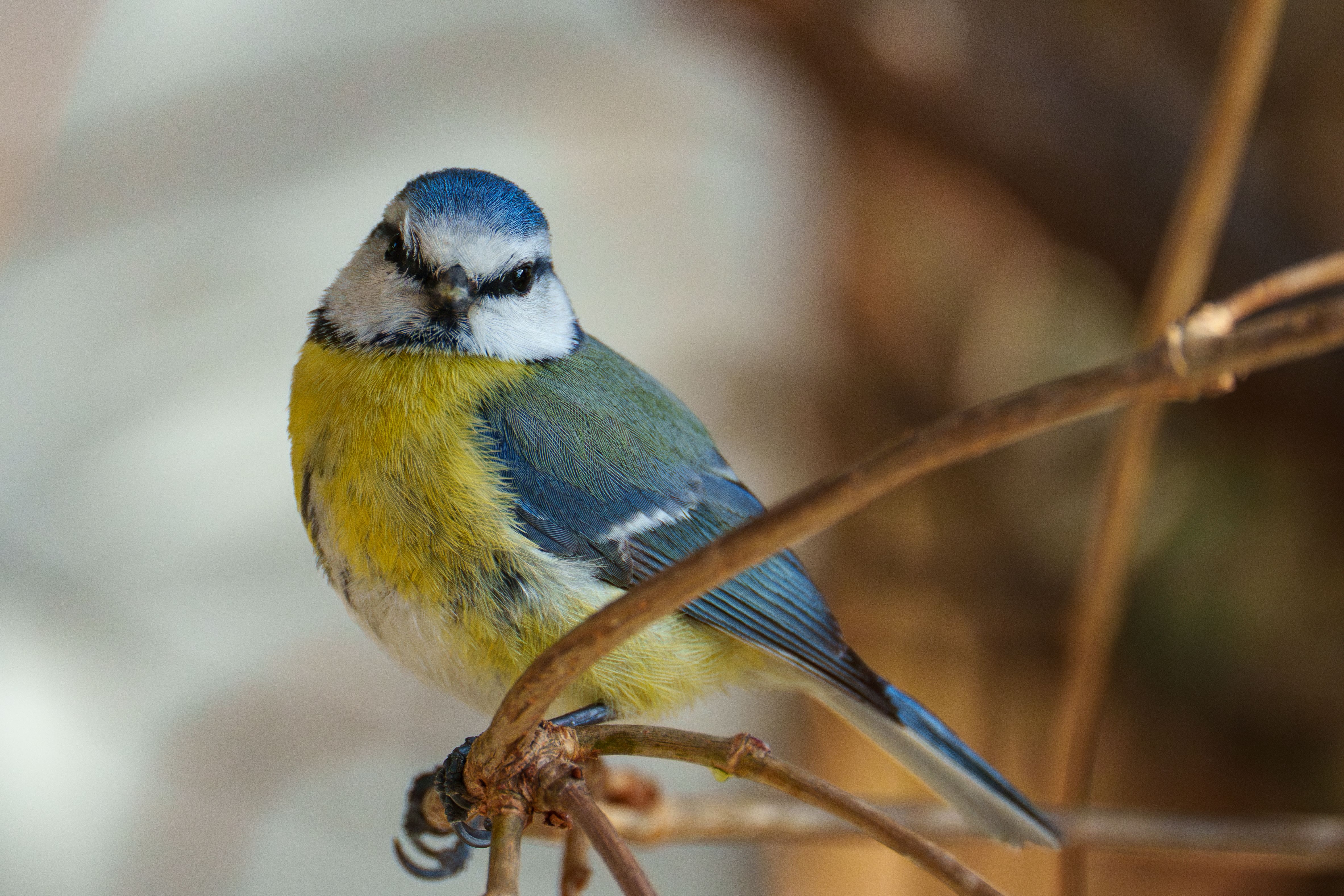 Close Up Van Een Pimpelmees Op Een Tak · Gratis stockfoto