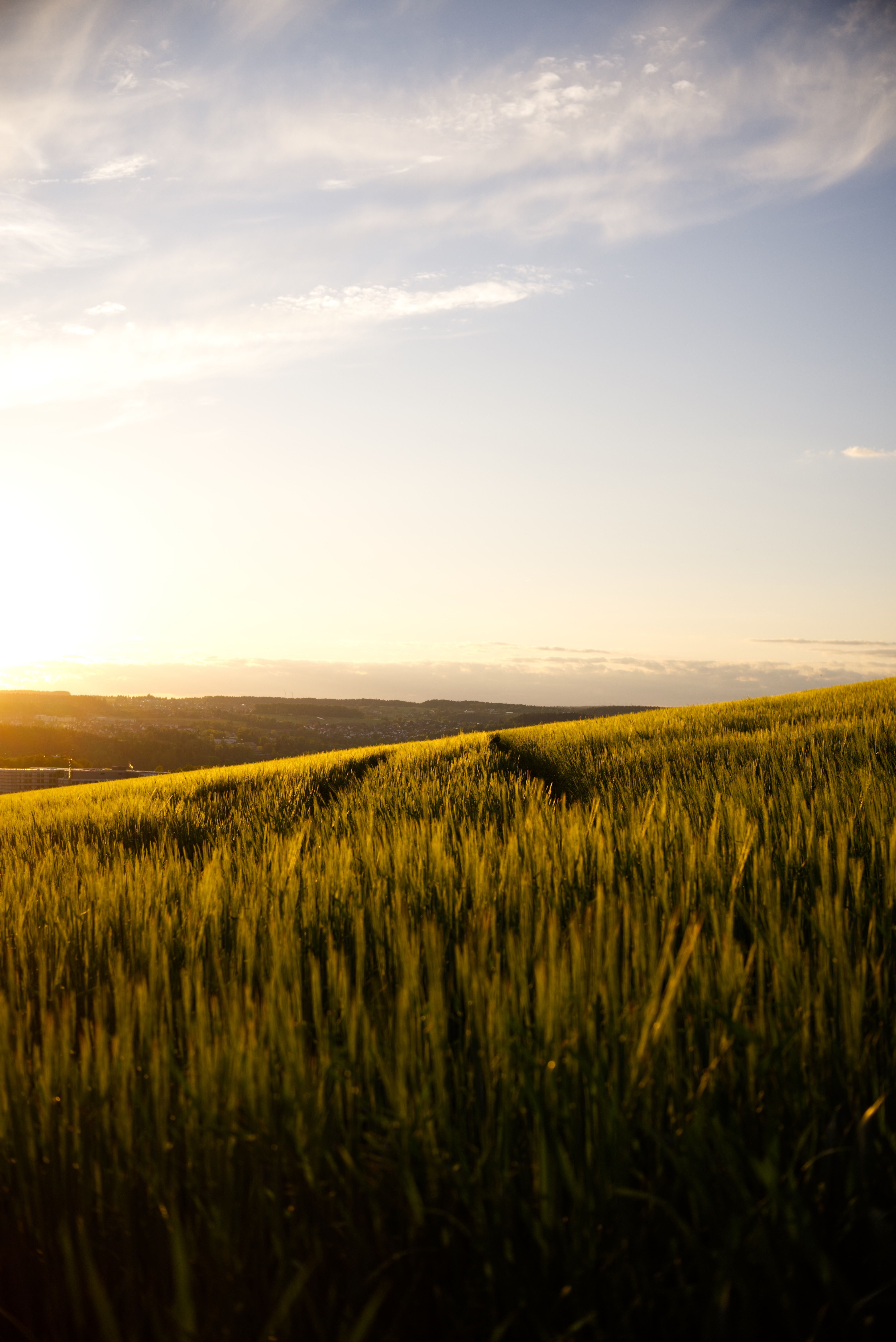 Brown Rice Field · Free Stock Photo