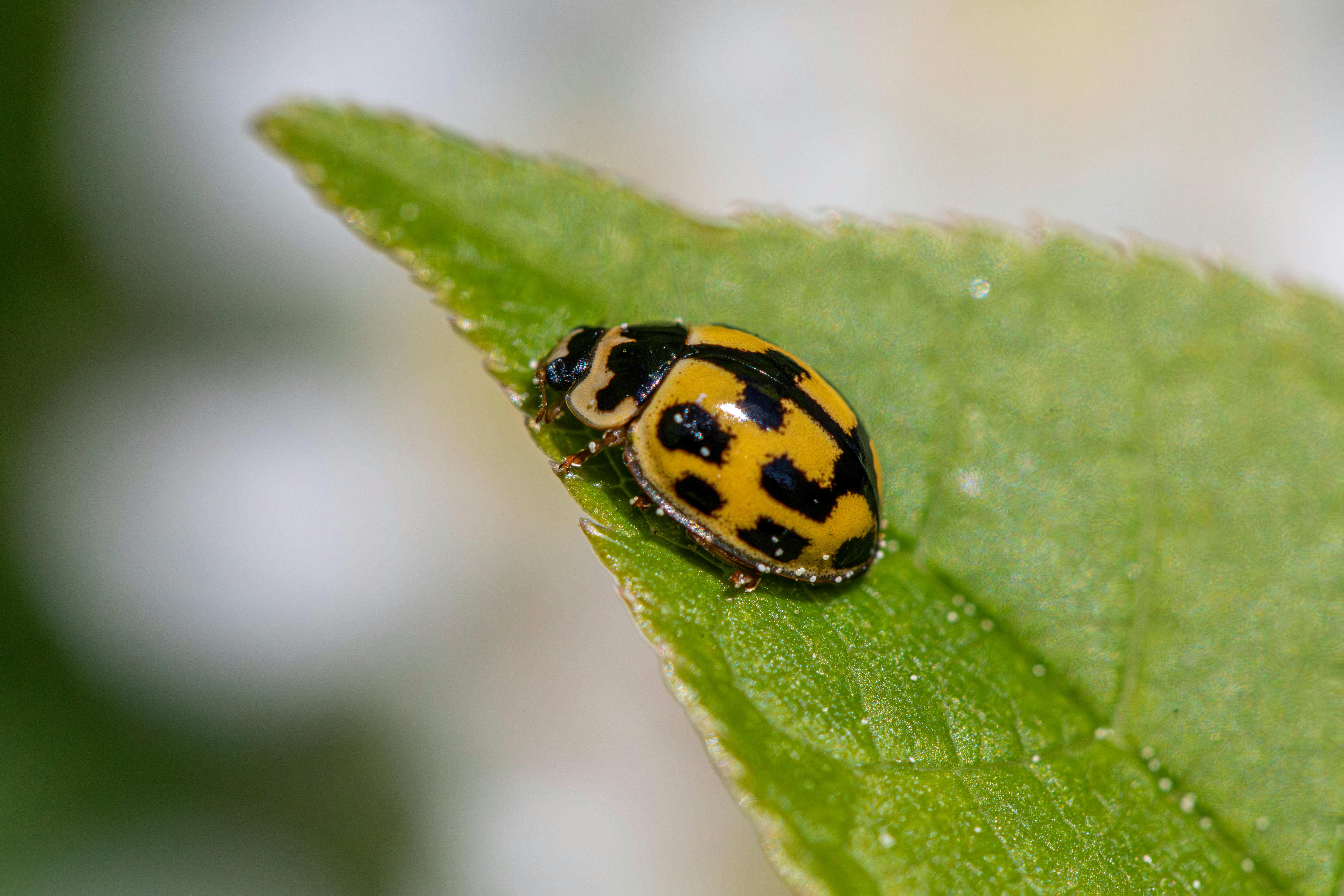 Yellow Ladybug on Leaf Close-Up Photography · Free Stock Photo