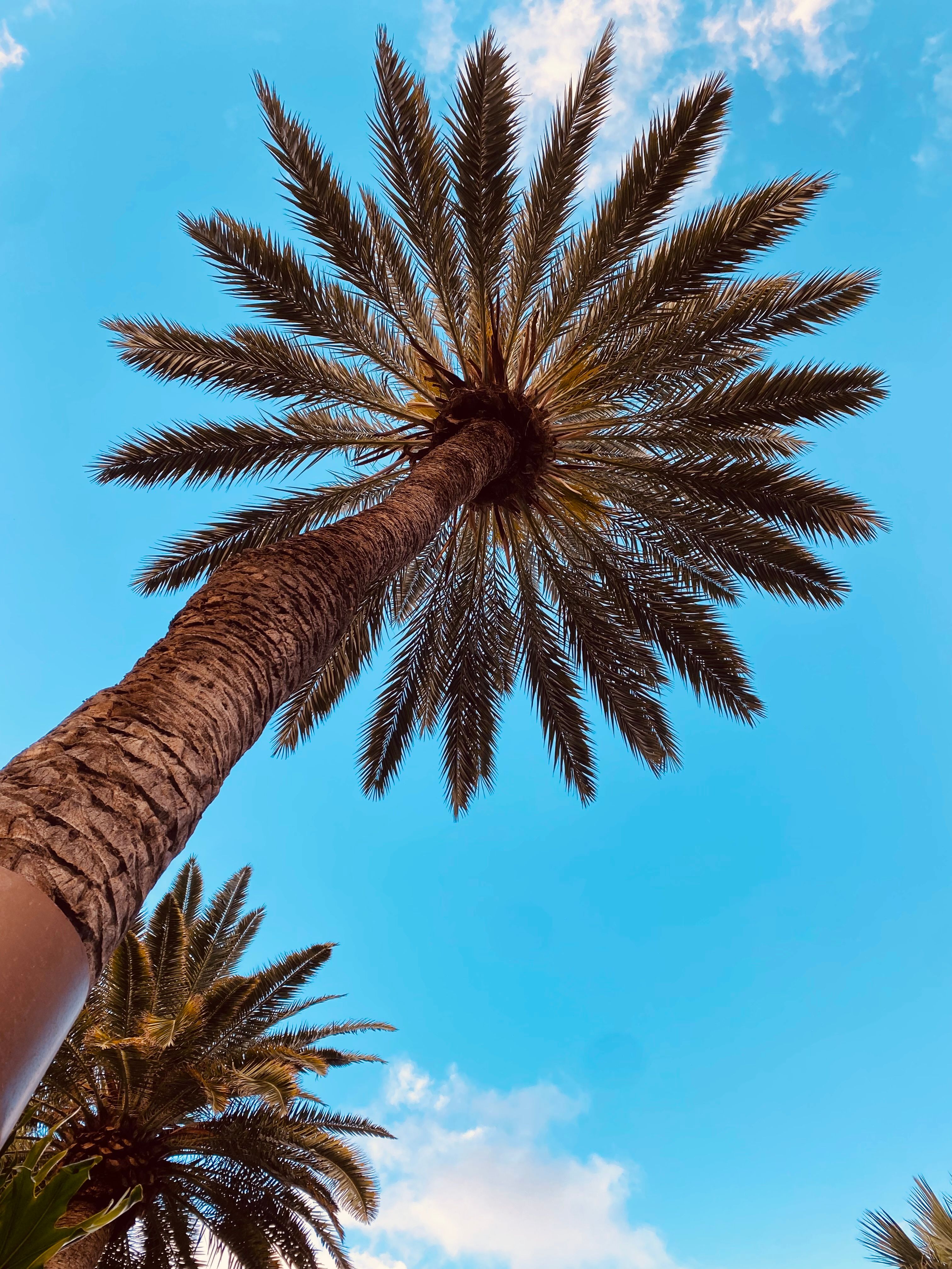 High Res Date Palm Fronds Photos, Download The BEST Free High Res Date ...