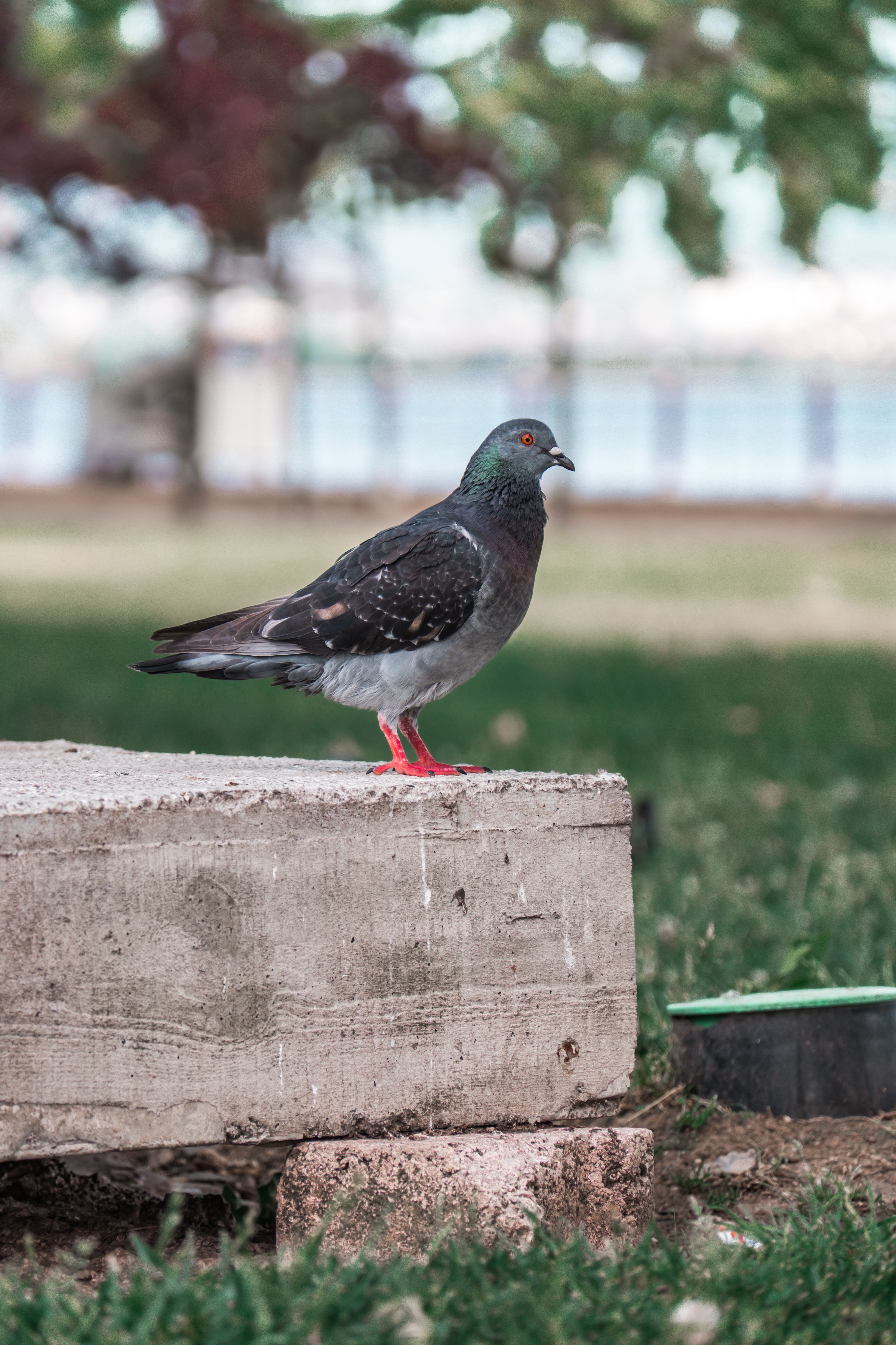 Vibrant Pigeon on Urban Concrete Platform Outdoors · Free Stock Photo