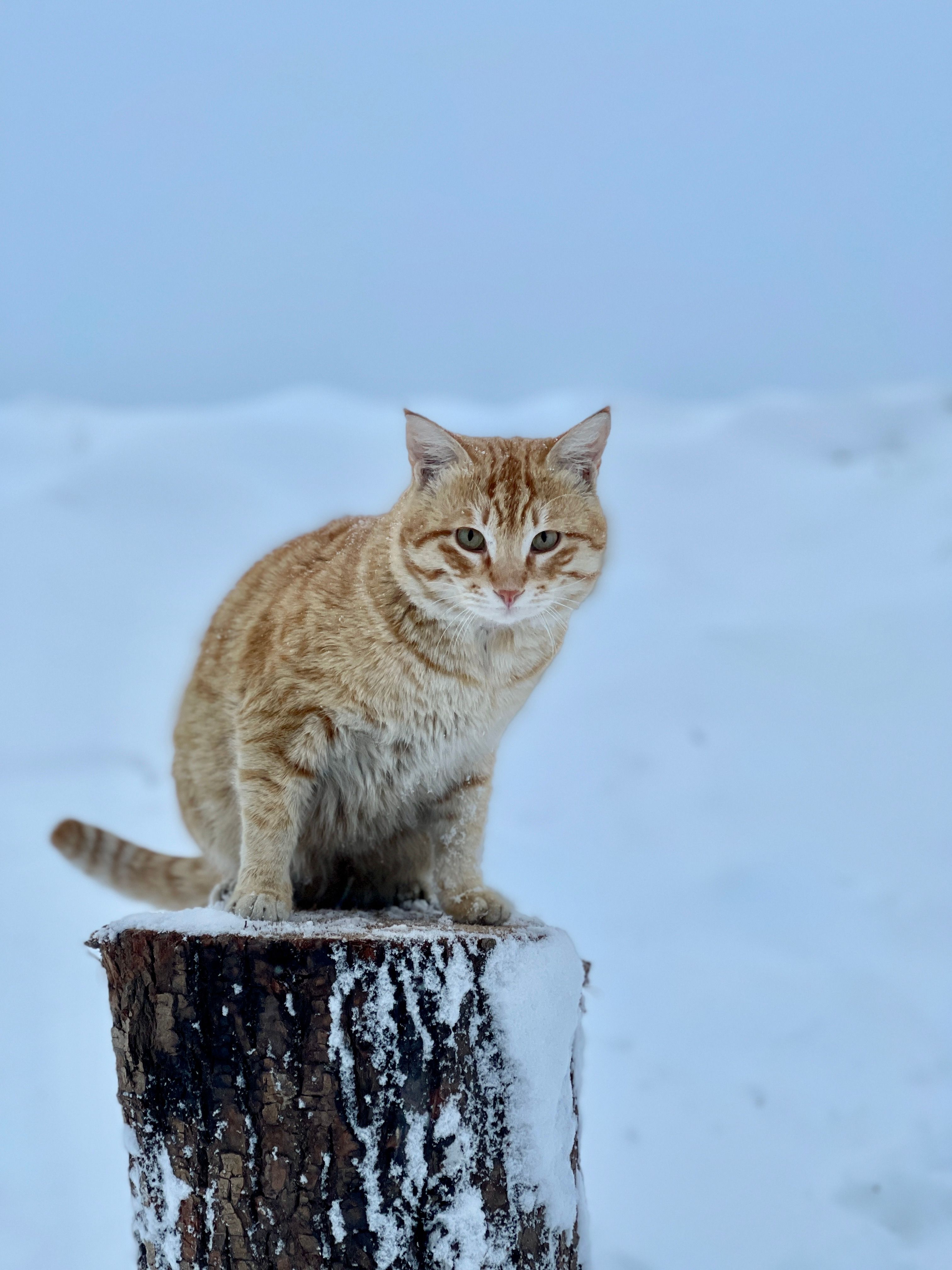 Orange Tabby Cat on Snowy Tree Stump · Free Stock Photo
