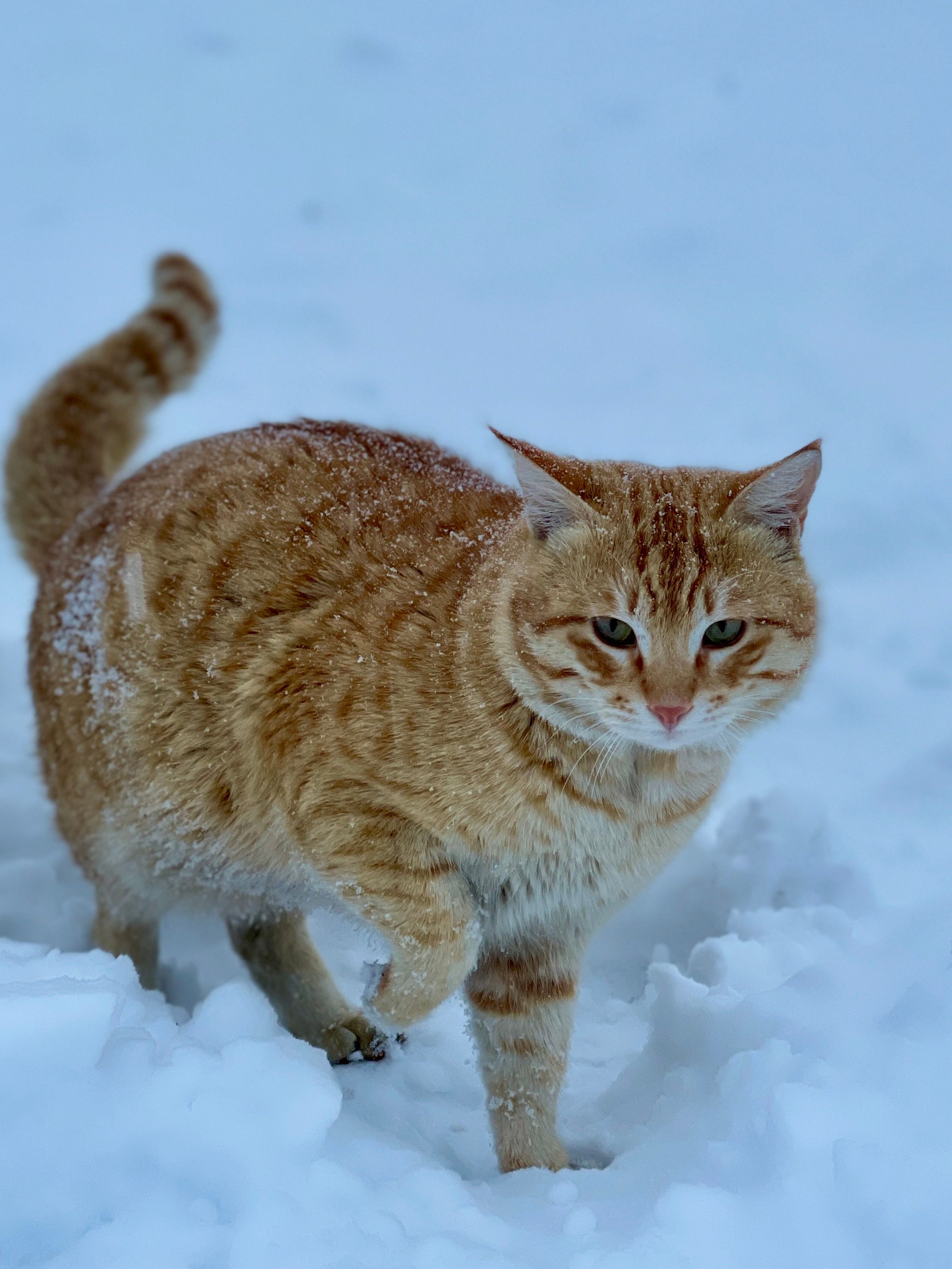 Ginger Cat in Snowy Winter Landscape · Free Stock Photo