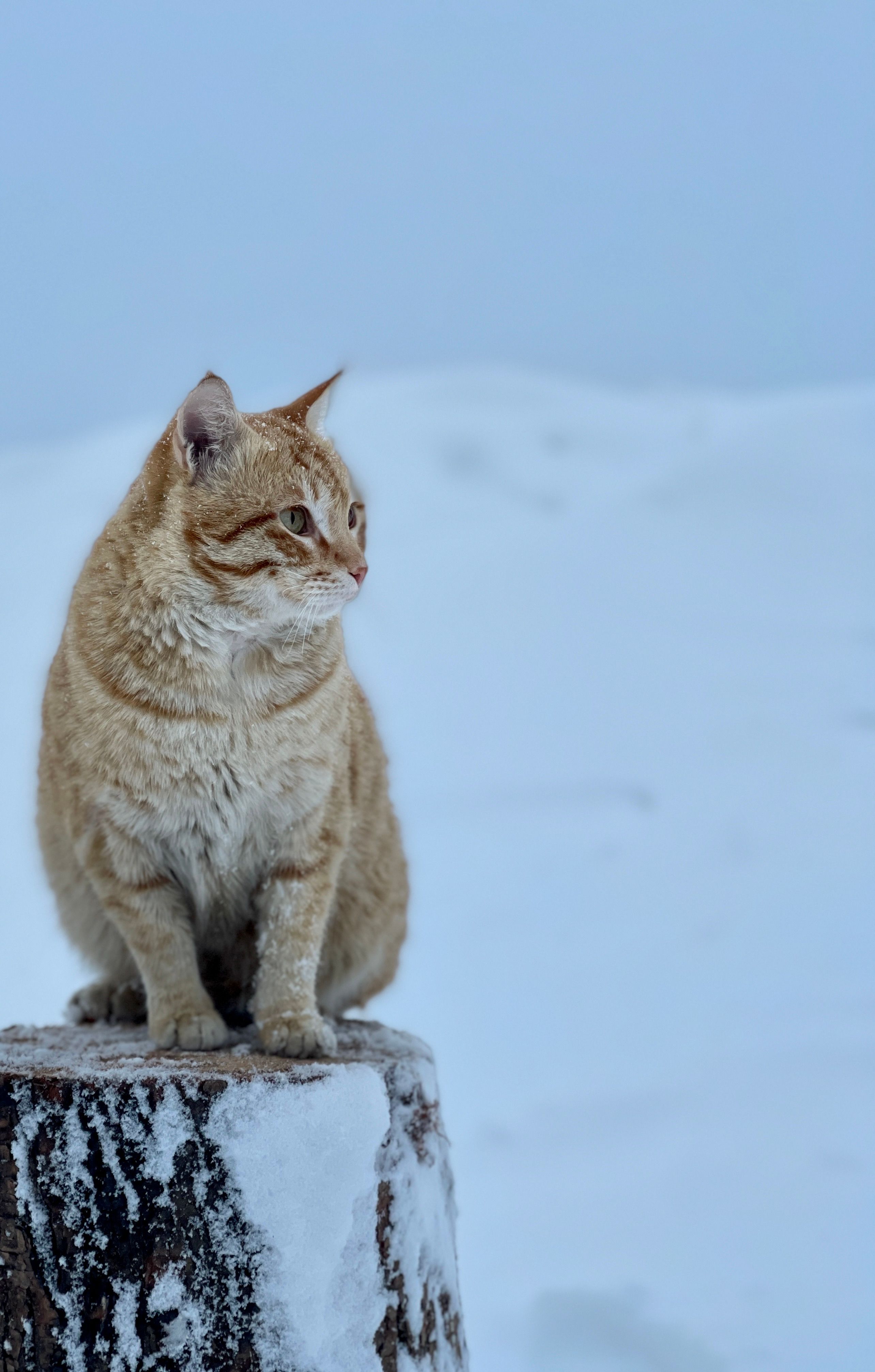 Snow Cats Photos, Download The BEST Free Snow Cats Stock Photos & HD Images