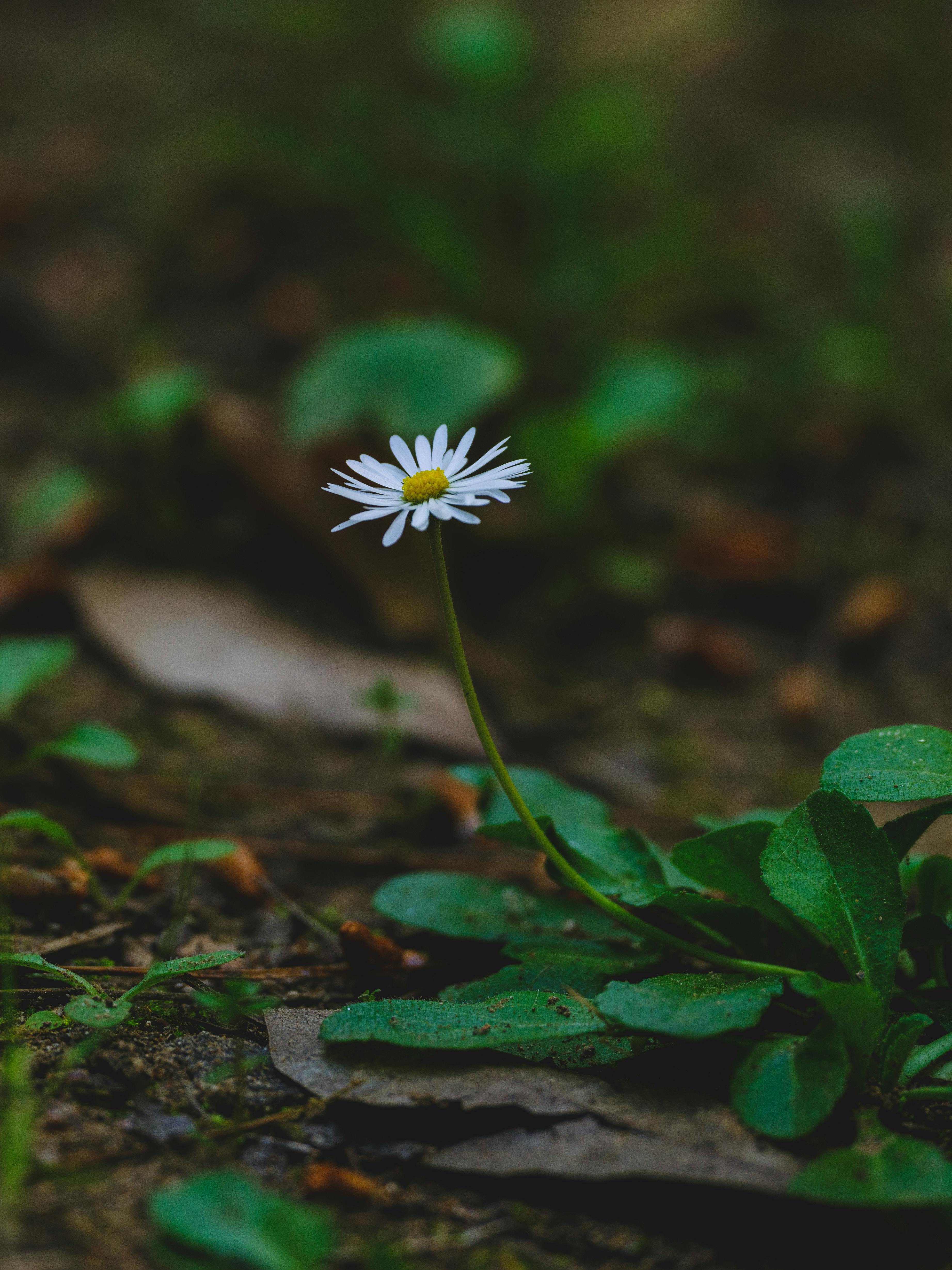 Belly+Scroller Photos, Download The BEST Free Belly+Scroller Stock ...